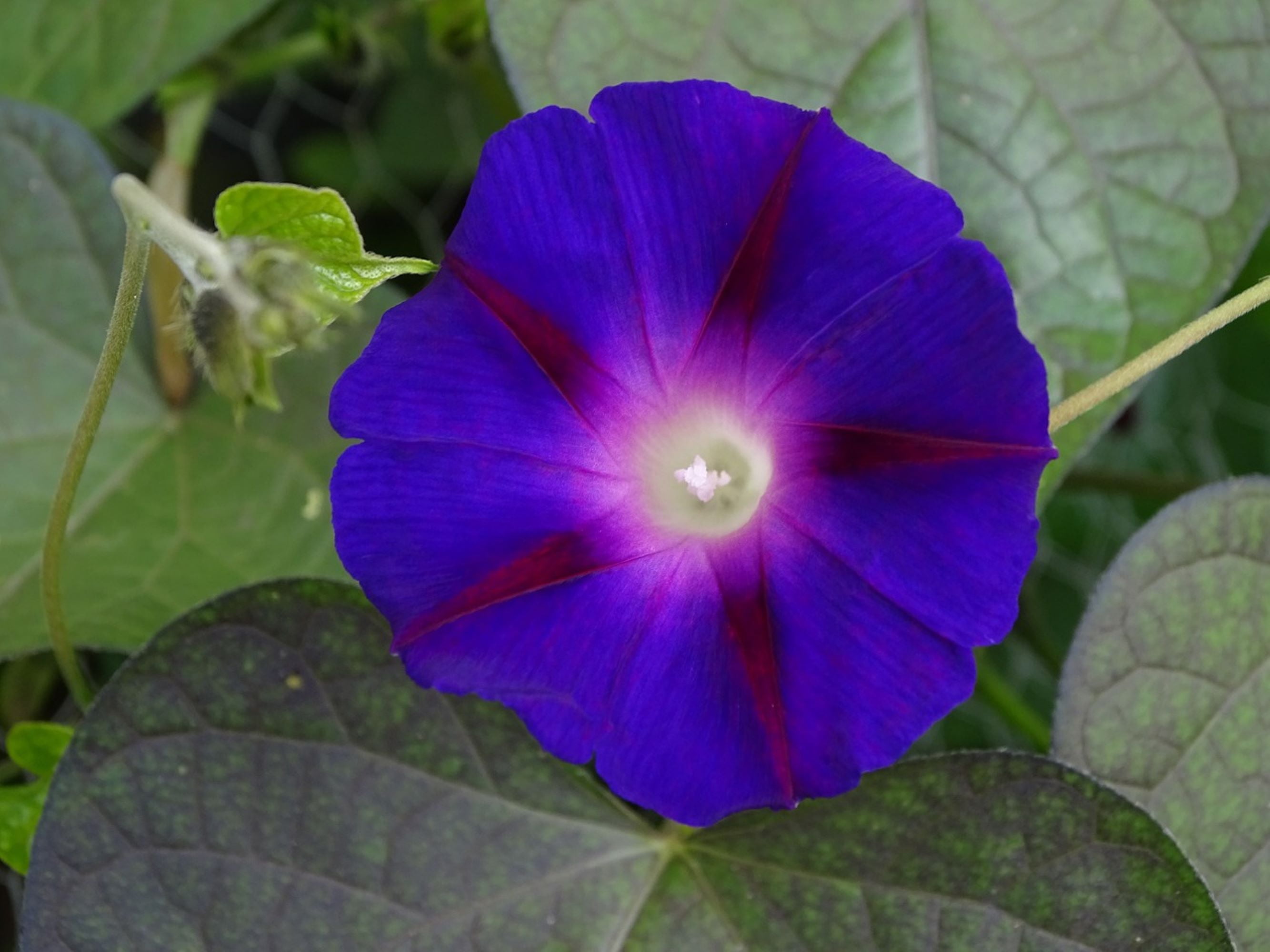 Morning Glory Grandpa Ott Flower Vine/Annual/Full Sun/3200 Seeds 1/4lb ...