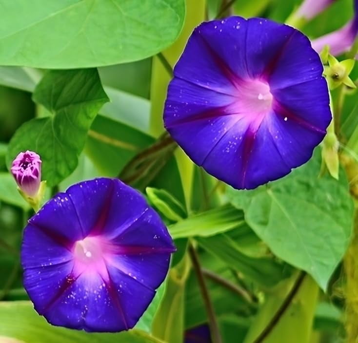 Morning Glory Grandpa Ott Nice Garden Flower by Seed Kingdom (1,500 Seeds) - Walmart.com