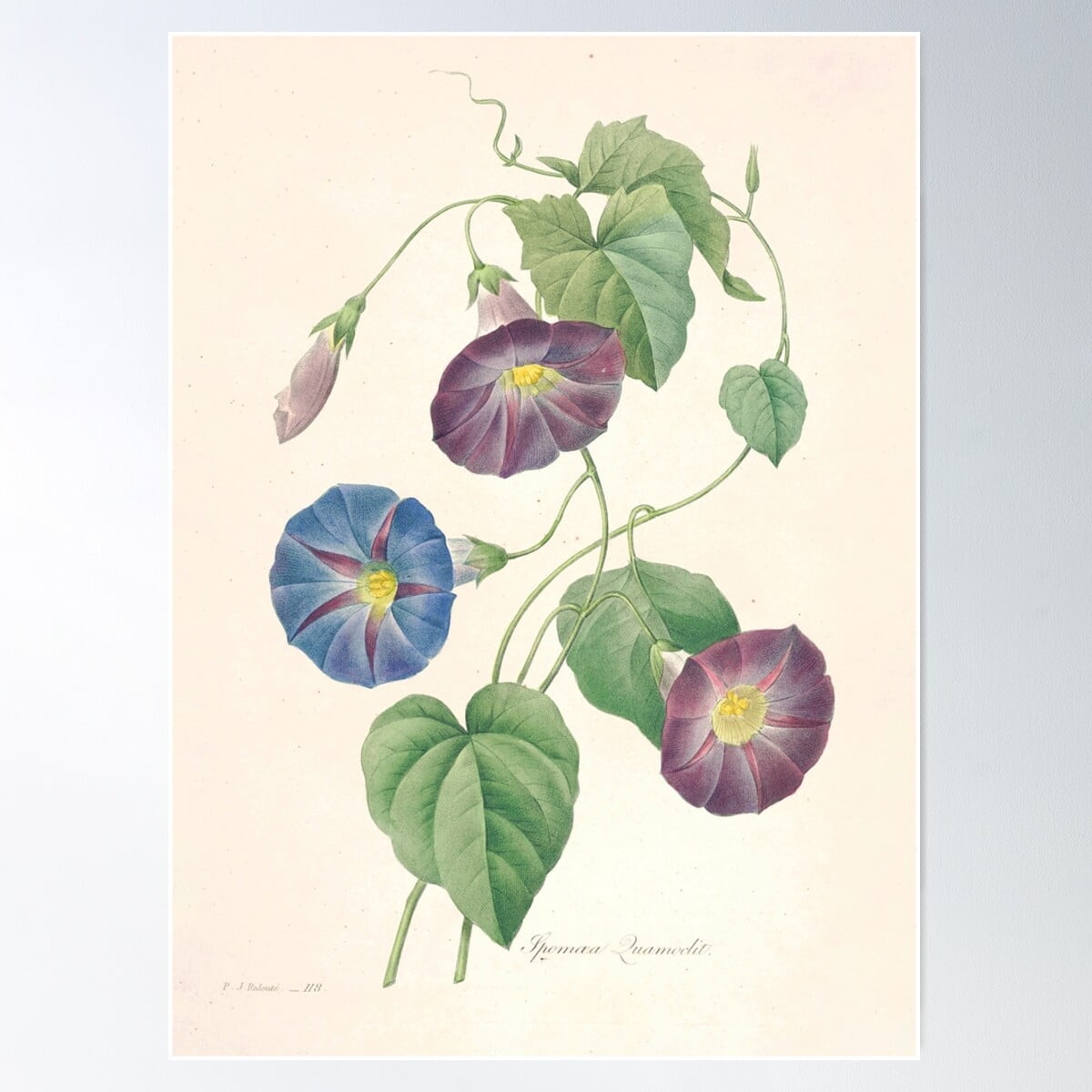 Morning Glory Illustration - Ipomoea Poster Wall Art, Modern Wall Decor ...