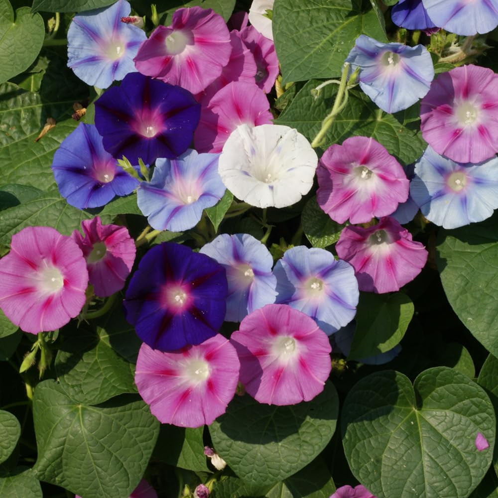 Morning Glory Mix Nice Garden Flower by Seeds Kingdom 1 Lb Seeds ...