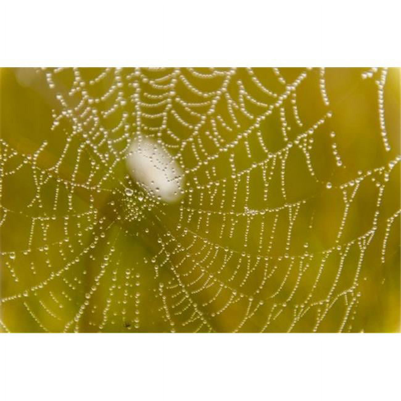 Morning dew on a spider web near Silver Salmon Creek in Lake Clark ...