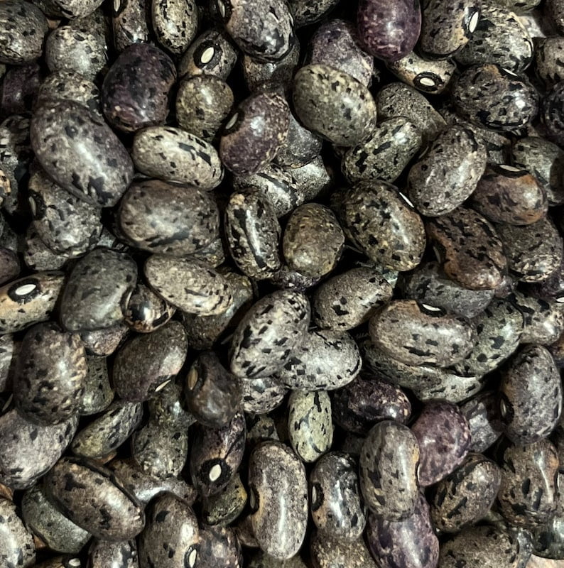 Moro Bean Heirloom Seed Packet - Walmart.com