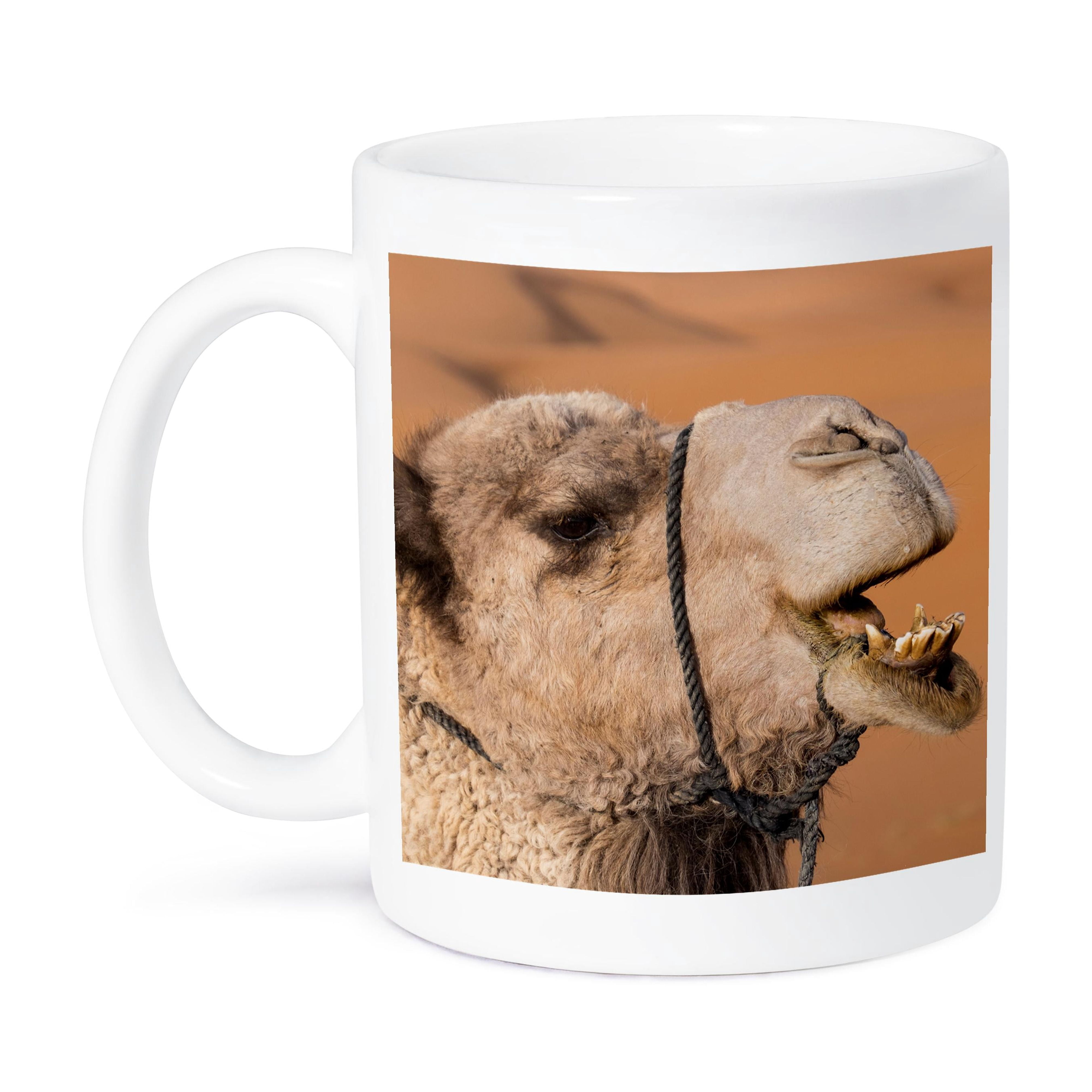 Morocco. An Up Close Look At A Desert Camel Chewing, Sahara Desert ...
