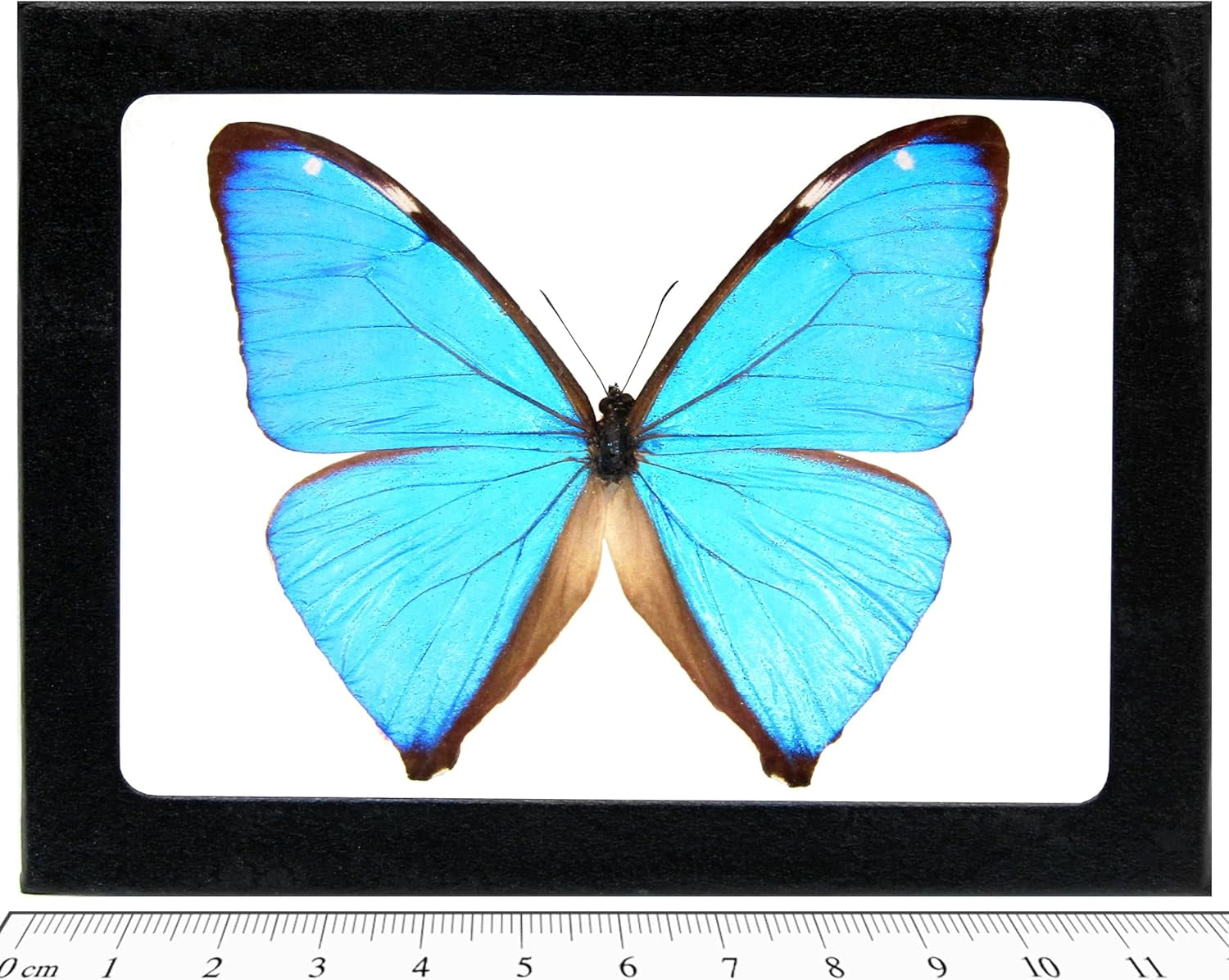 Morpho aega Blue Butterfly Argentina Framed Real - Walmart.com
