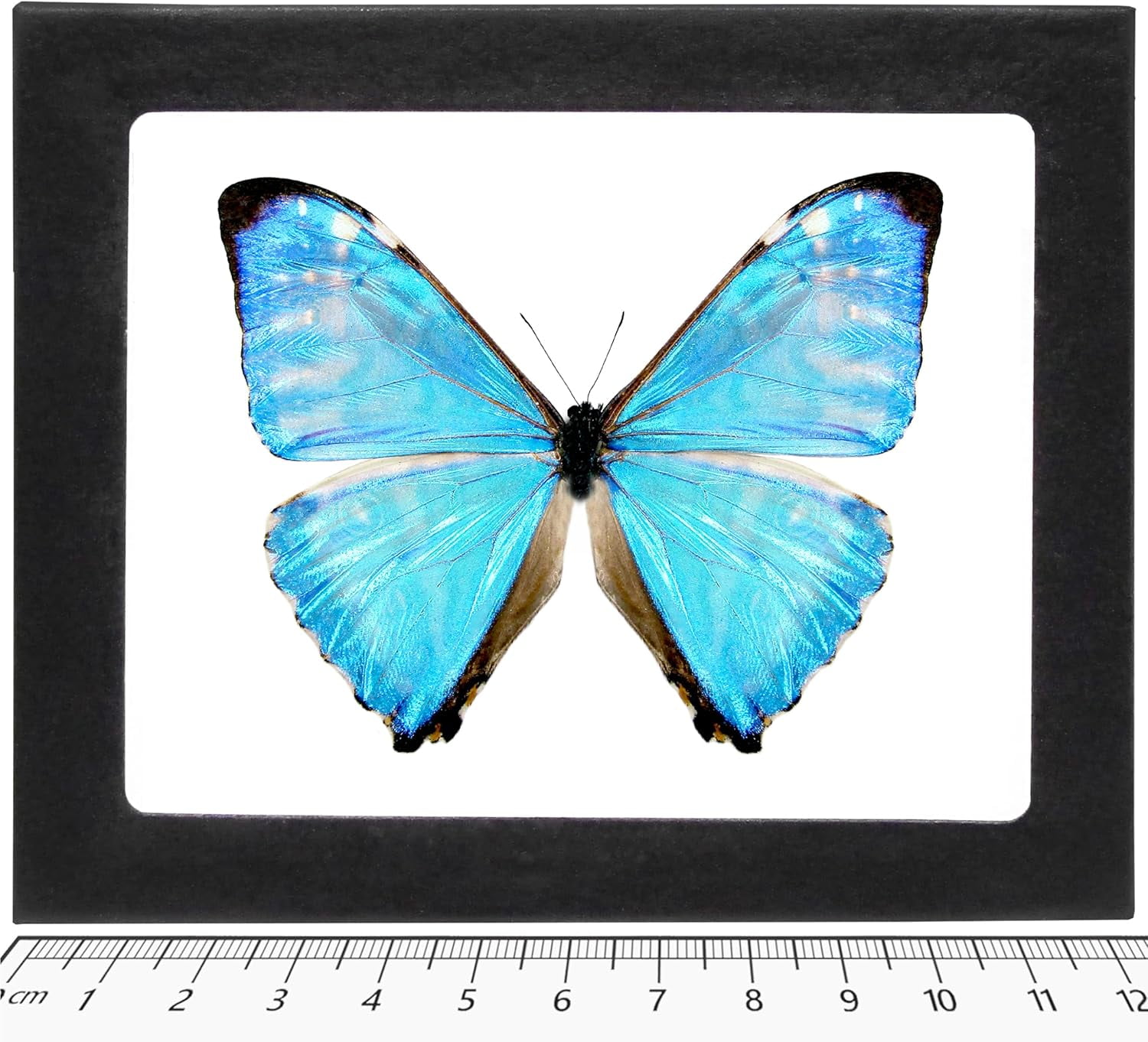 Morpho zephyritis Real Framed Butterfly Blue - Walmart.com