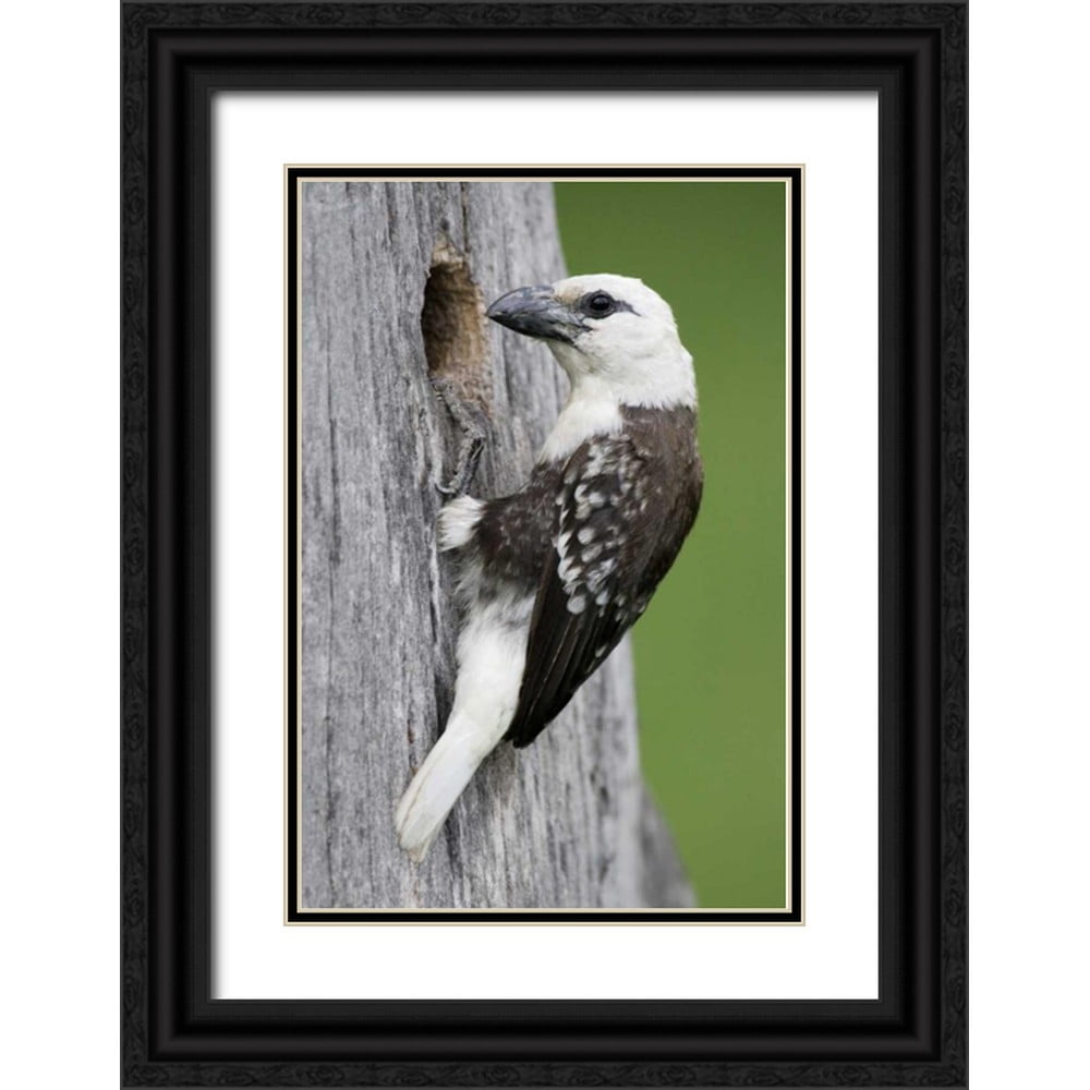 Morris, Arthur 17x24 Black Ornate Wood Framed with Double Matting Museum Art Print Titled ...