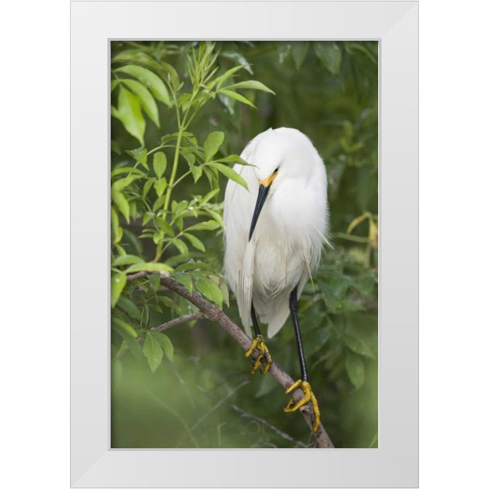 Morris, Arthur 17x24 White Modern Wood Framed Museum Art Print Titled - FL, St Augustine Snowy ...