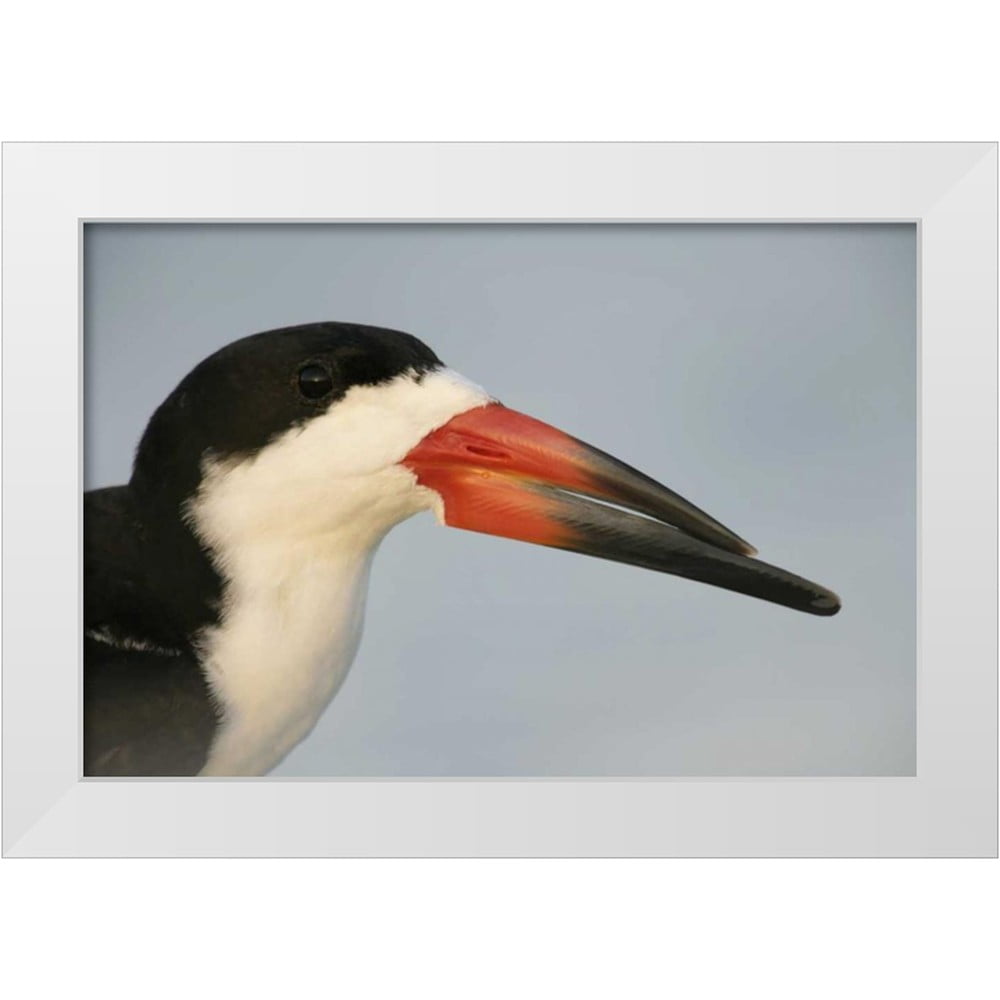 Morris, Arthur 18x13 White Modern Wood Framed Museum Art Print Titled ...