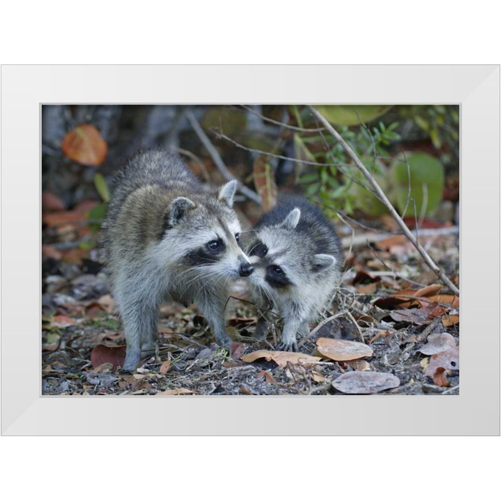 Morris, Arthur 18x14 White Modern Wood Framed Museum Art Print Titled ...