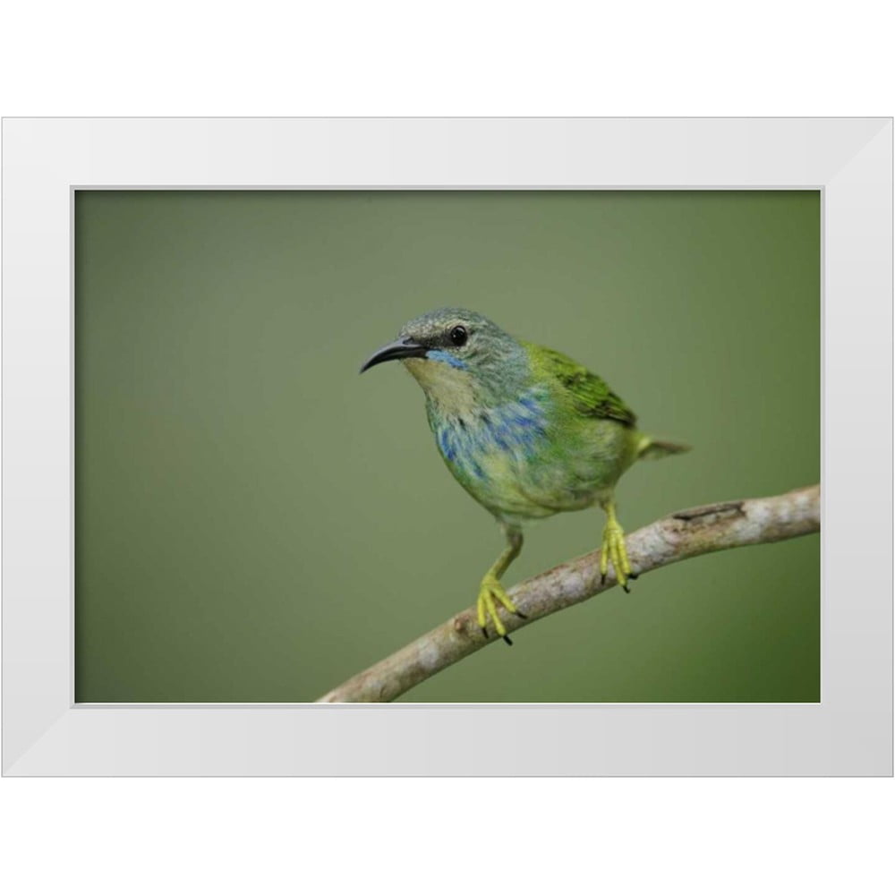 Morris, Arthur 18x14 White Modern Wood Framed Museum Art Print Titled ...