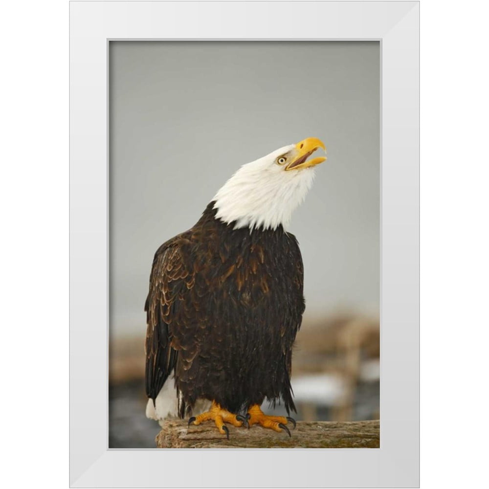 Morris, Arthur 23x32 White Modern Wood Framed Museum Art Print Titled ...