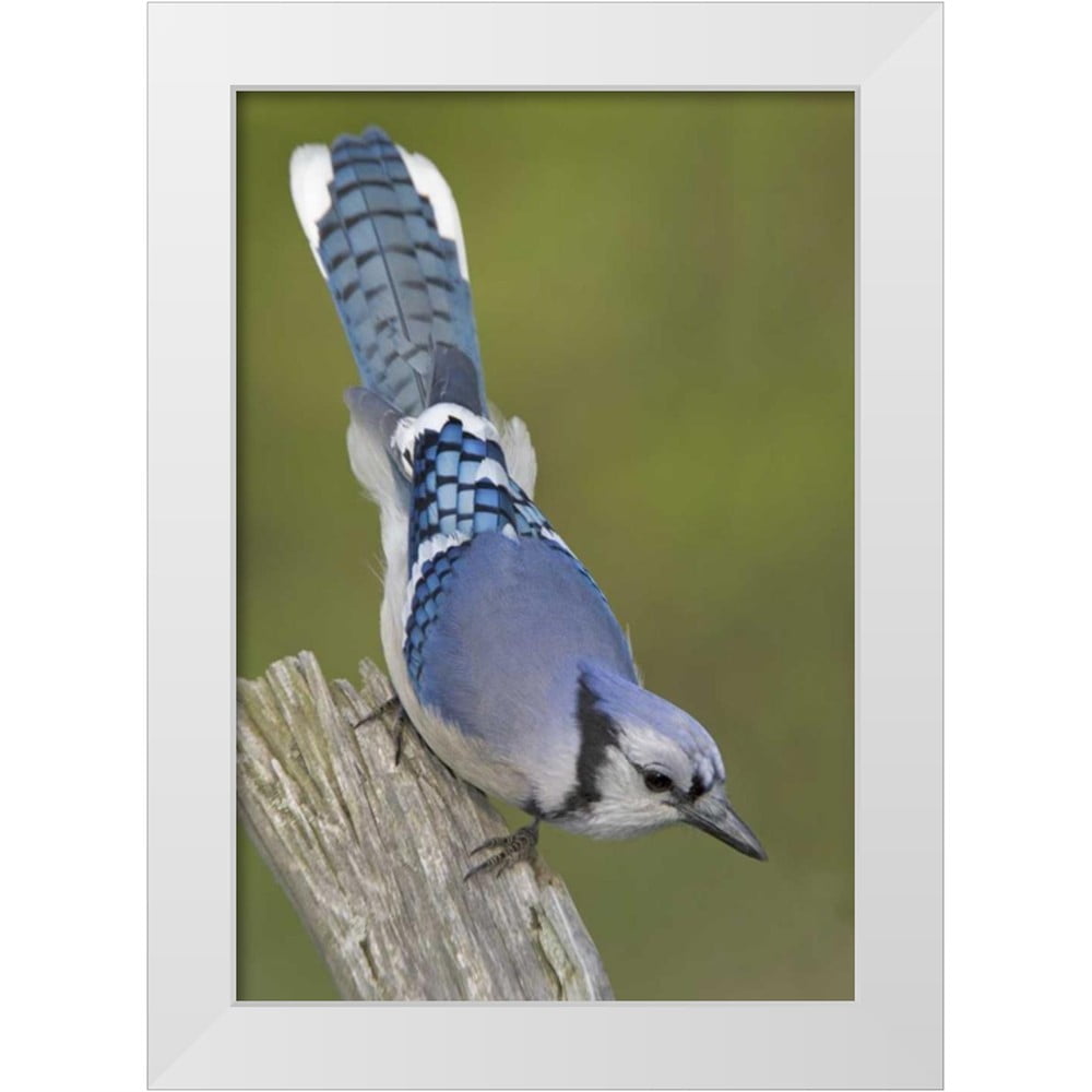 Morris, Arthur 23x32 White Modern Wood Framed Museum Art Print Titled ...