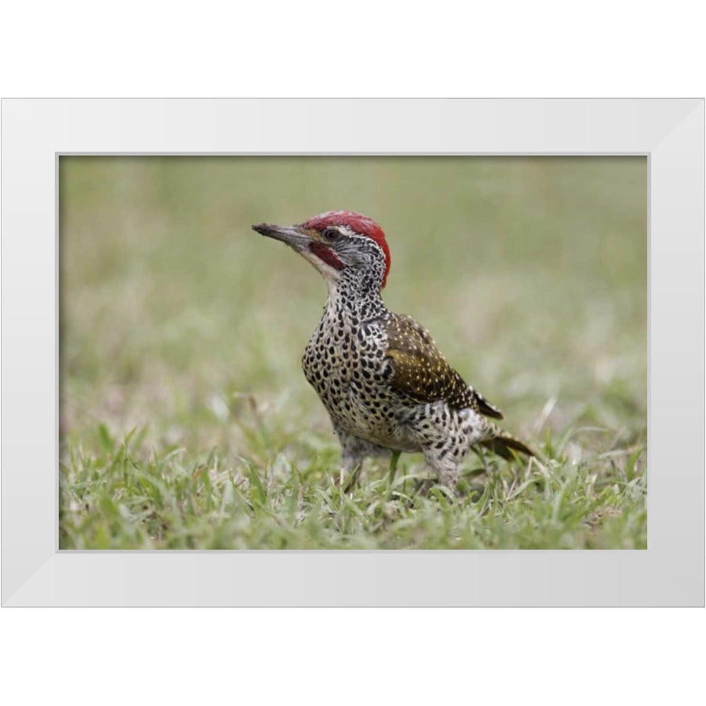 Morris, Arthur 24x17 White Modern Wood Framed Museum Art Print Titled - Kenya, Masai Mara ...