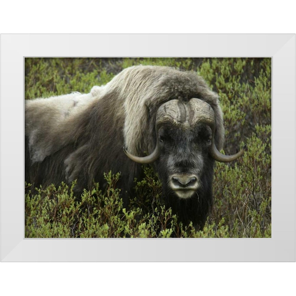 Morris, Arthur 24x19 White Modern Wood Framed Museum Art Print Titled ...