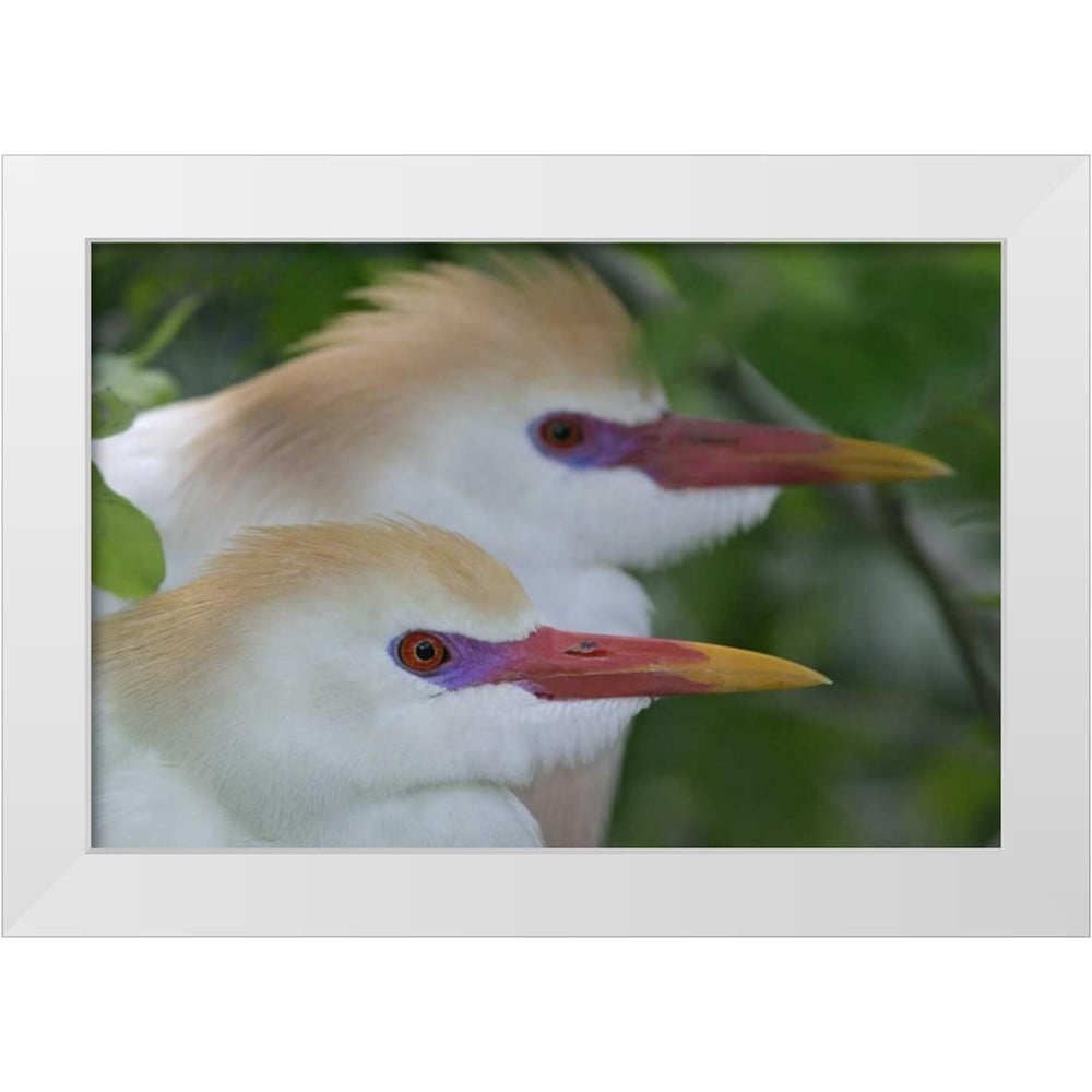 Morris, Arthur 32x23 White Modern Wood Framed Museum Art Print Titled - FL, St Augustine ...