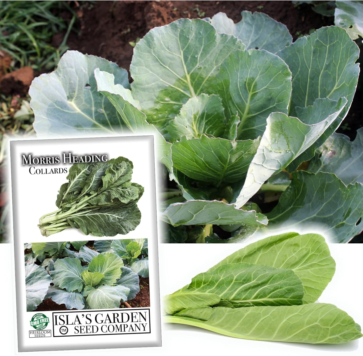 Morris Heading Collard Greens Seeds (Brassica oleracea) – 1000 ...