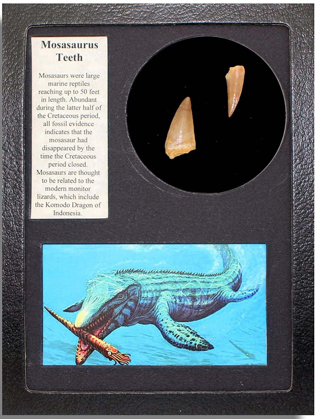Mosasaurus Teeth Fossil in Collector's Box - Walmart.com