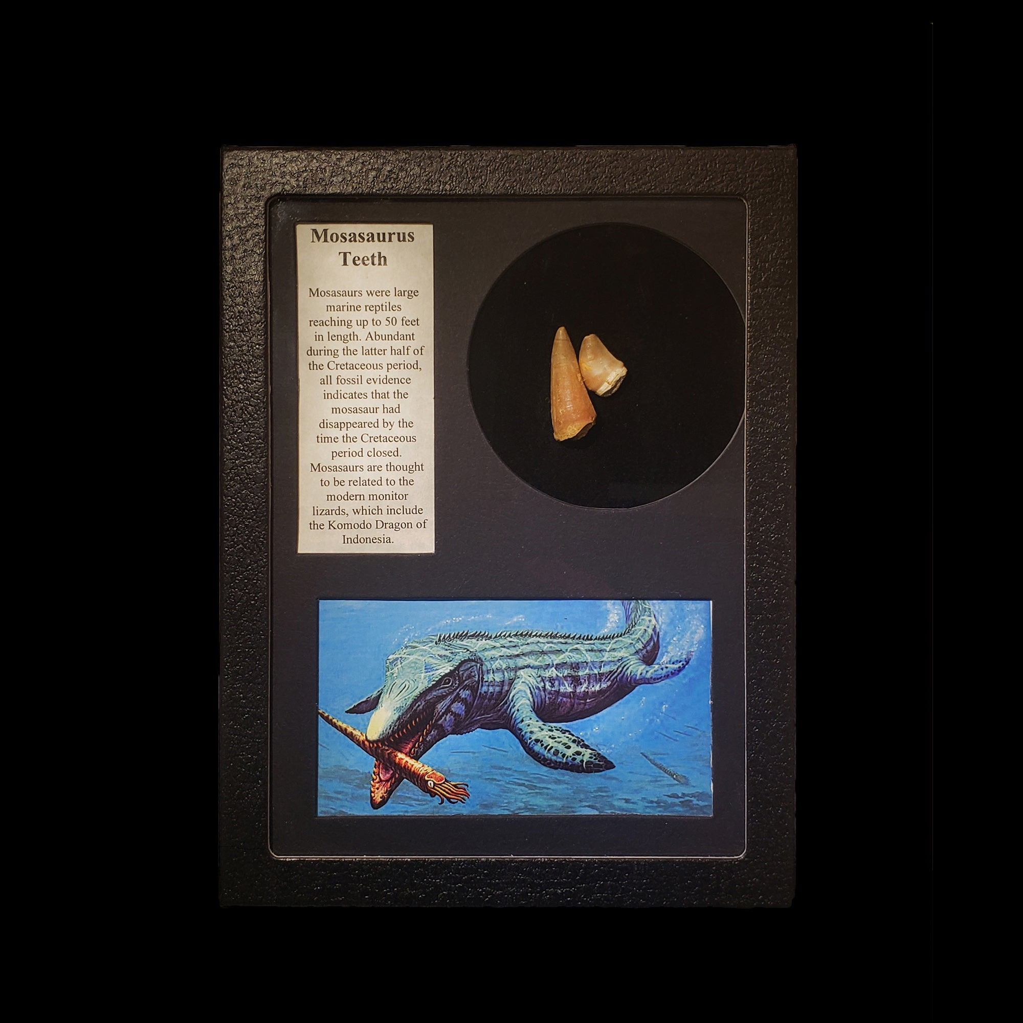 Mosasaurus Teeth Fossil in Collector's Box - Walmart.com