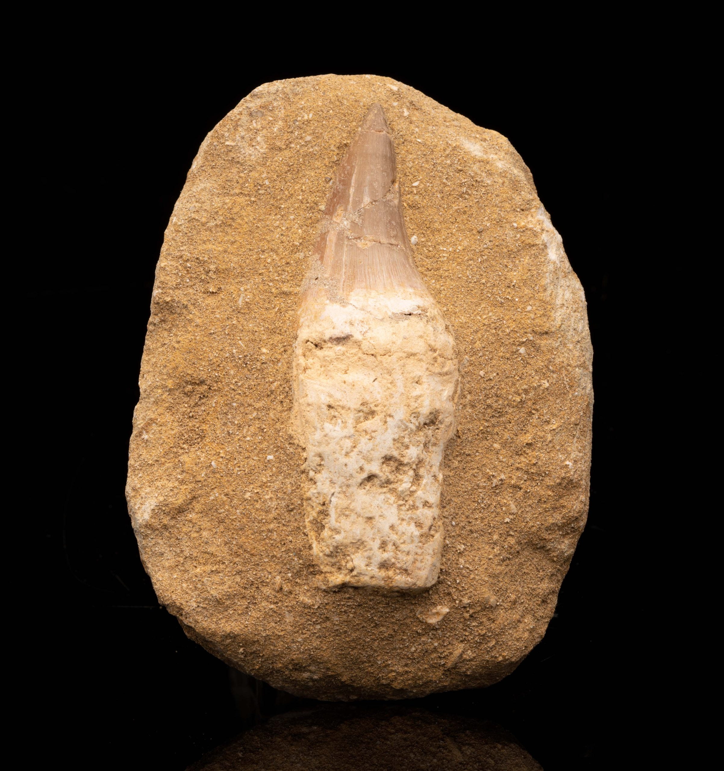 Mosasaurus Tooth With Root in Matrix - Walmart.com