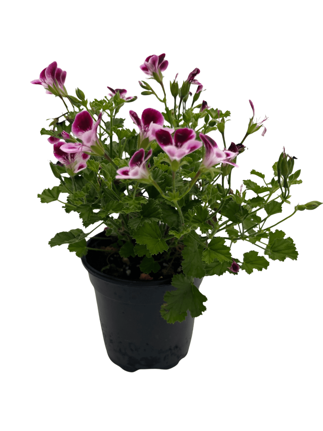 Mosquitaway Nova Geranium - Pelargonium - 4" Pot - Grow Indoors or Out ...