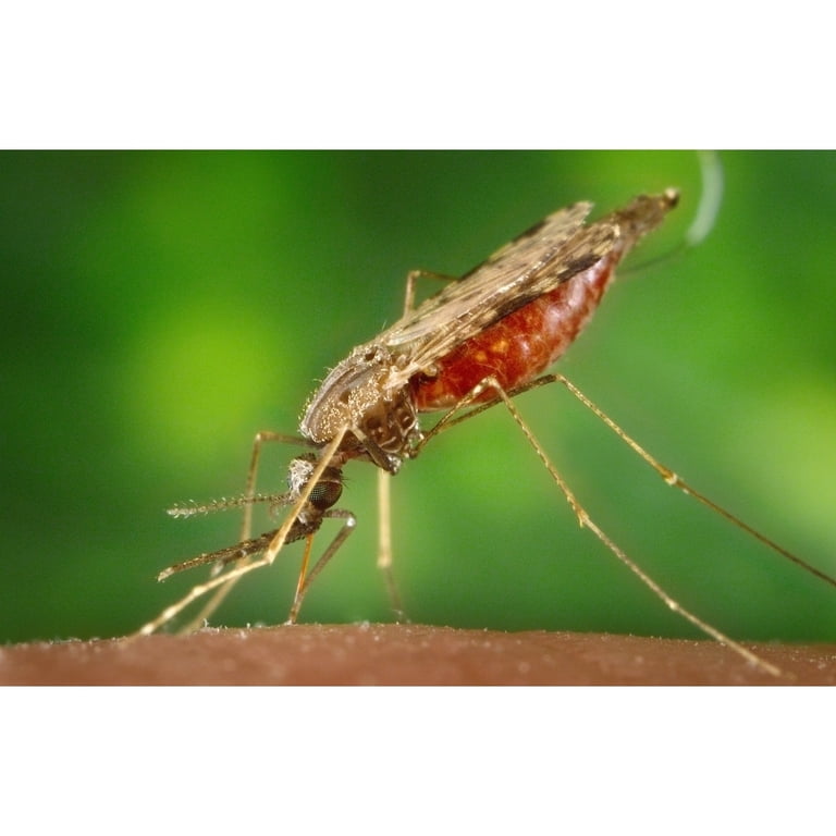 Anopheles Albimanus Anoph. Quadrimaculatus | Scientists Against