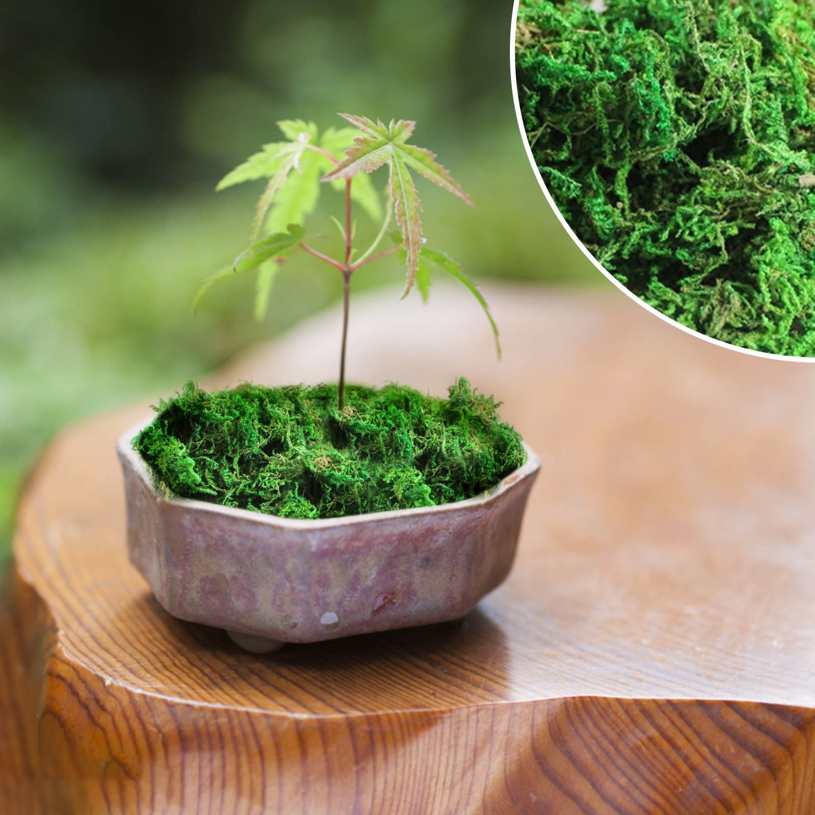 Moss Artificial Moss For Potted Plants Greenery Moss Home Decor Fairy ...