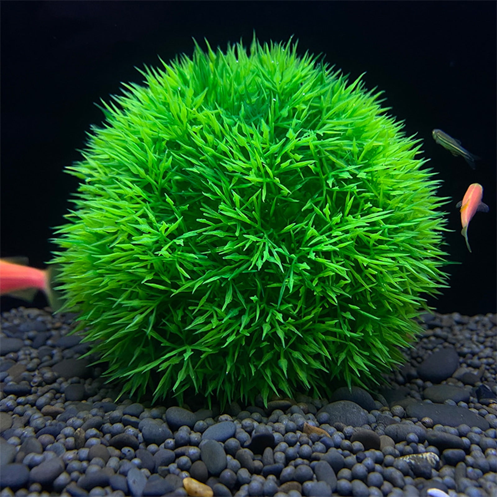 Moss Balls for Fish Tanks, Big, 4.5 inch Live Moss Balls for Aquarium ...
