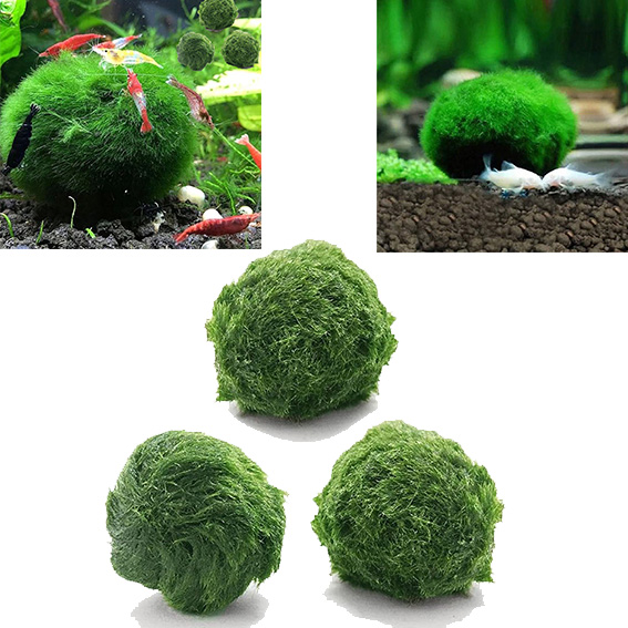 Moss Balls, Moss Balls for Fish Tanks, Live Moss Balls for Aquarium ...