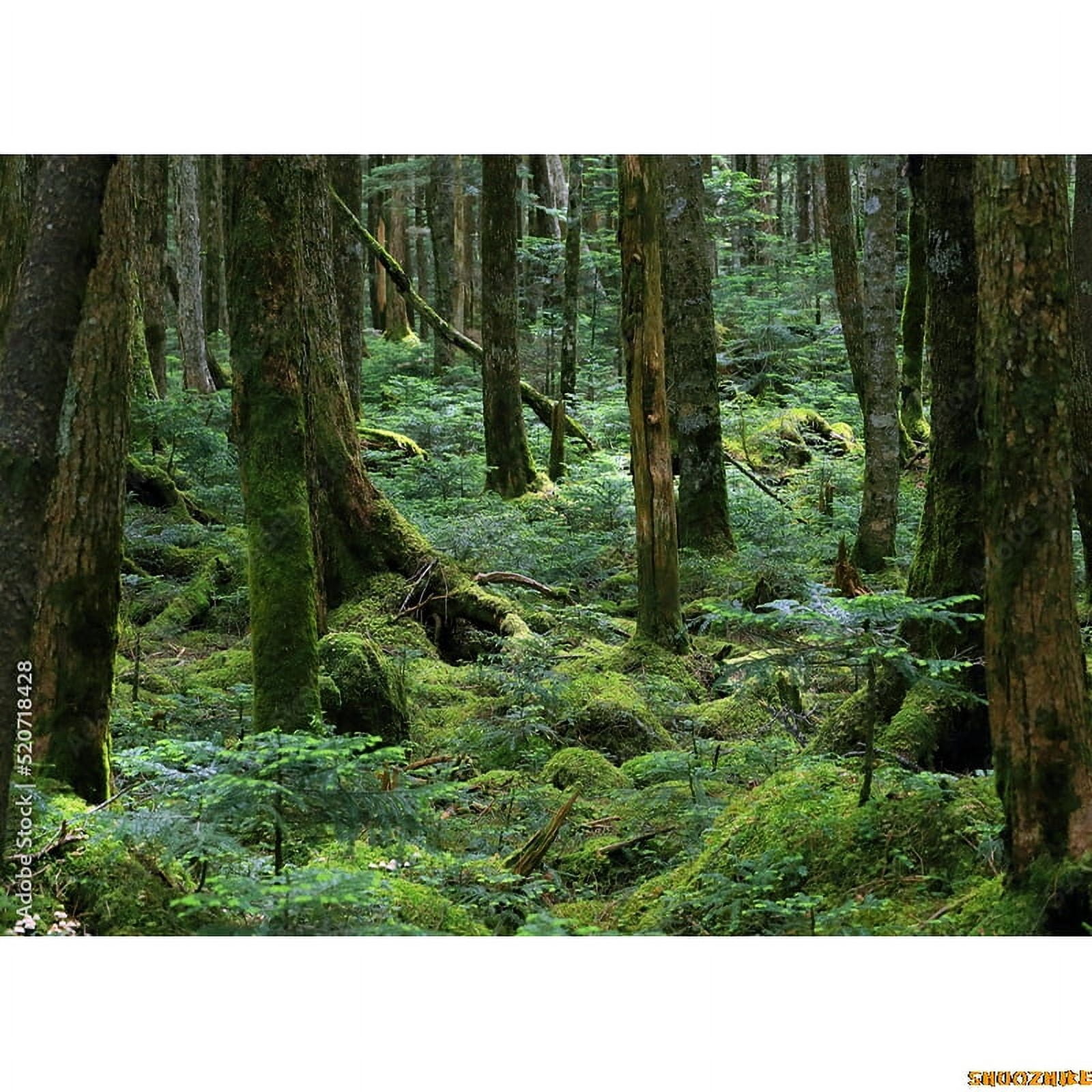 Moss Covered Fall Trees In Gre Coniferous Forest Photography Backdrops ...