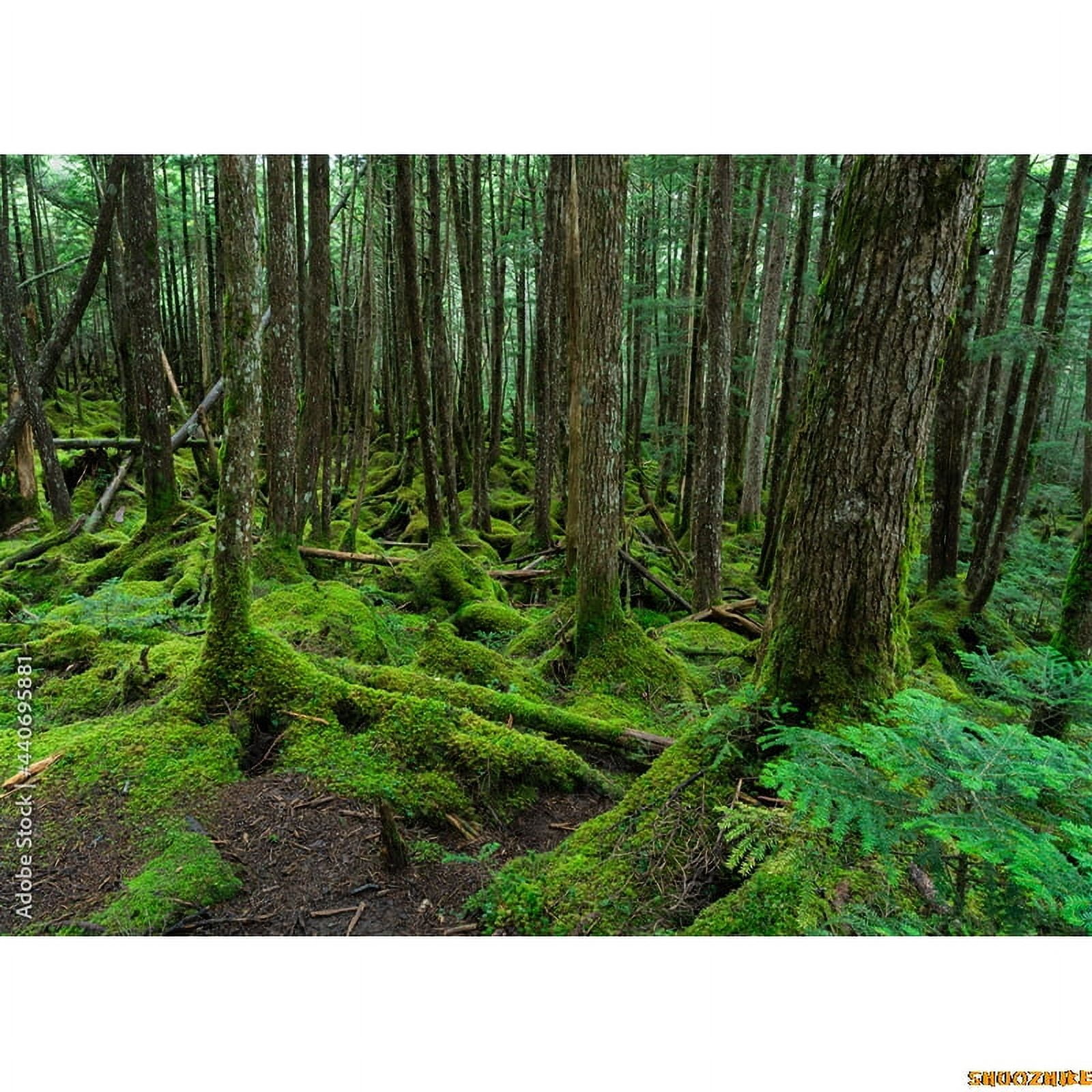 Moss Covered Fall Trees In Gre Coniferous Forest Photography Backdrops ...