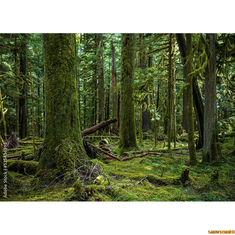 Moss Covered Fall Trees In Gre Coniferous Forest Photography Backdrops ...