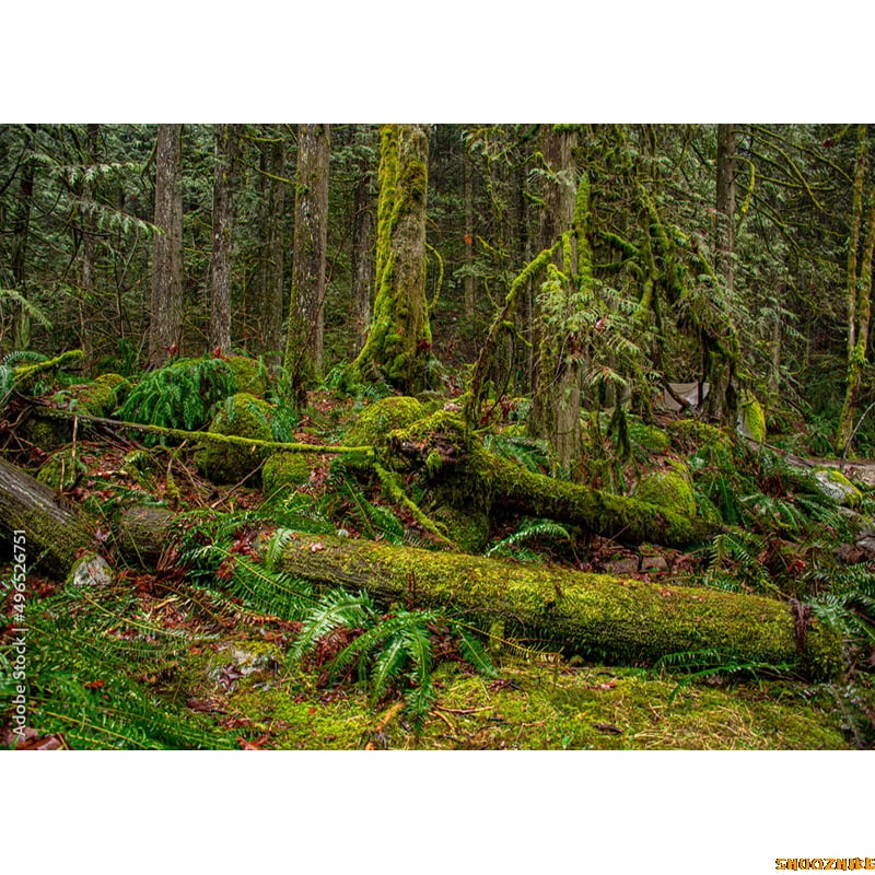 Moss Covered Fall Trees In Gre Coniferous Forest Photography Backdrops ...
