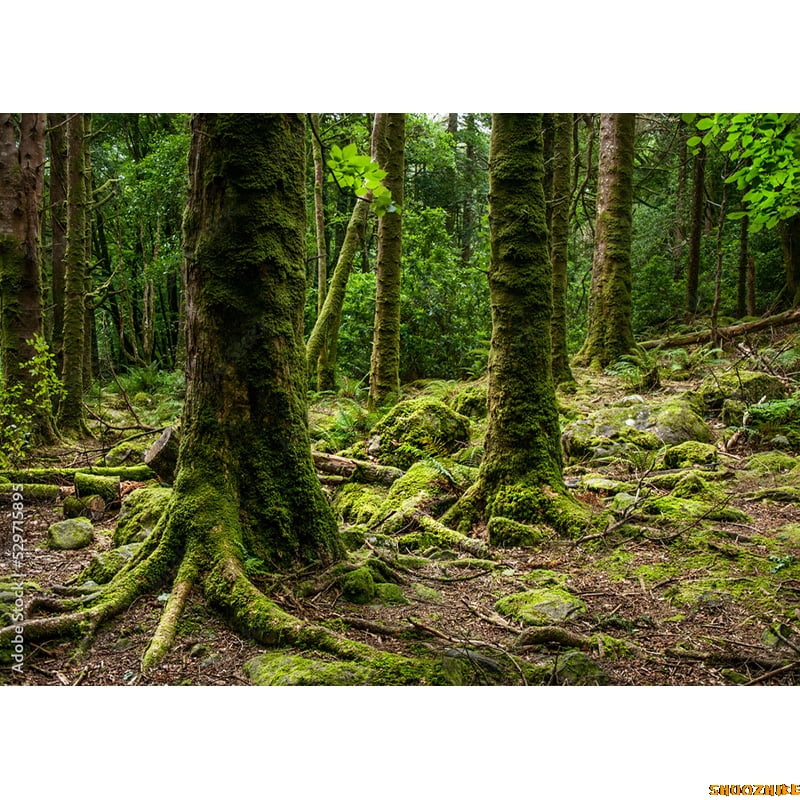 Moss Covered Fall Trees In Gre Coniferous Forest Photography Backdrops ...