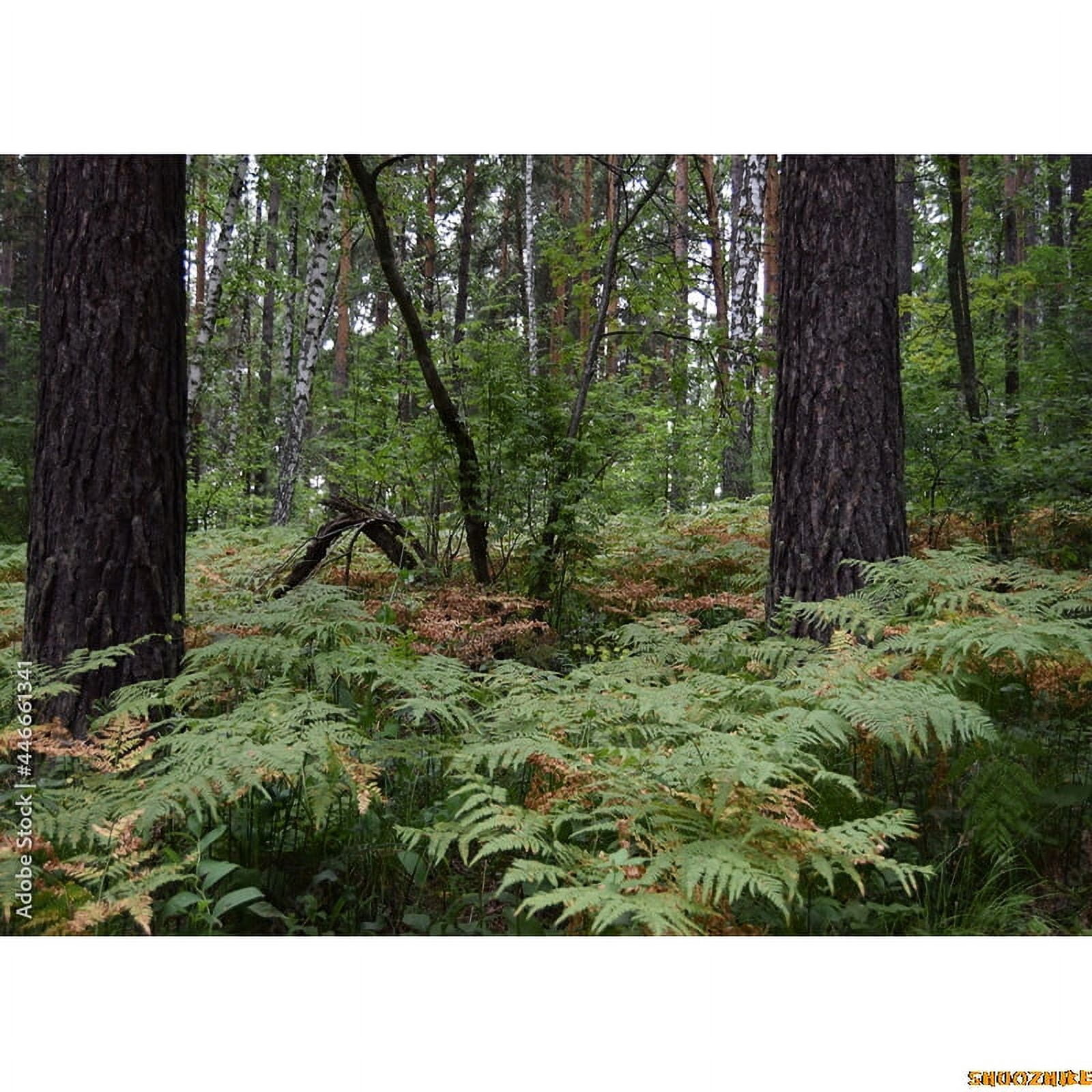 Moss Covered Fall Trees In Gre Coniferous Forest Photography Backdrops ...