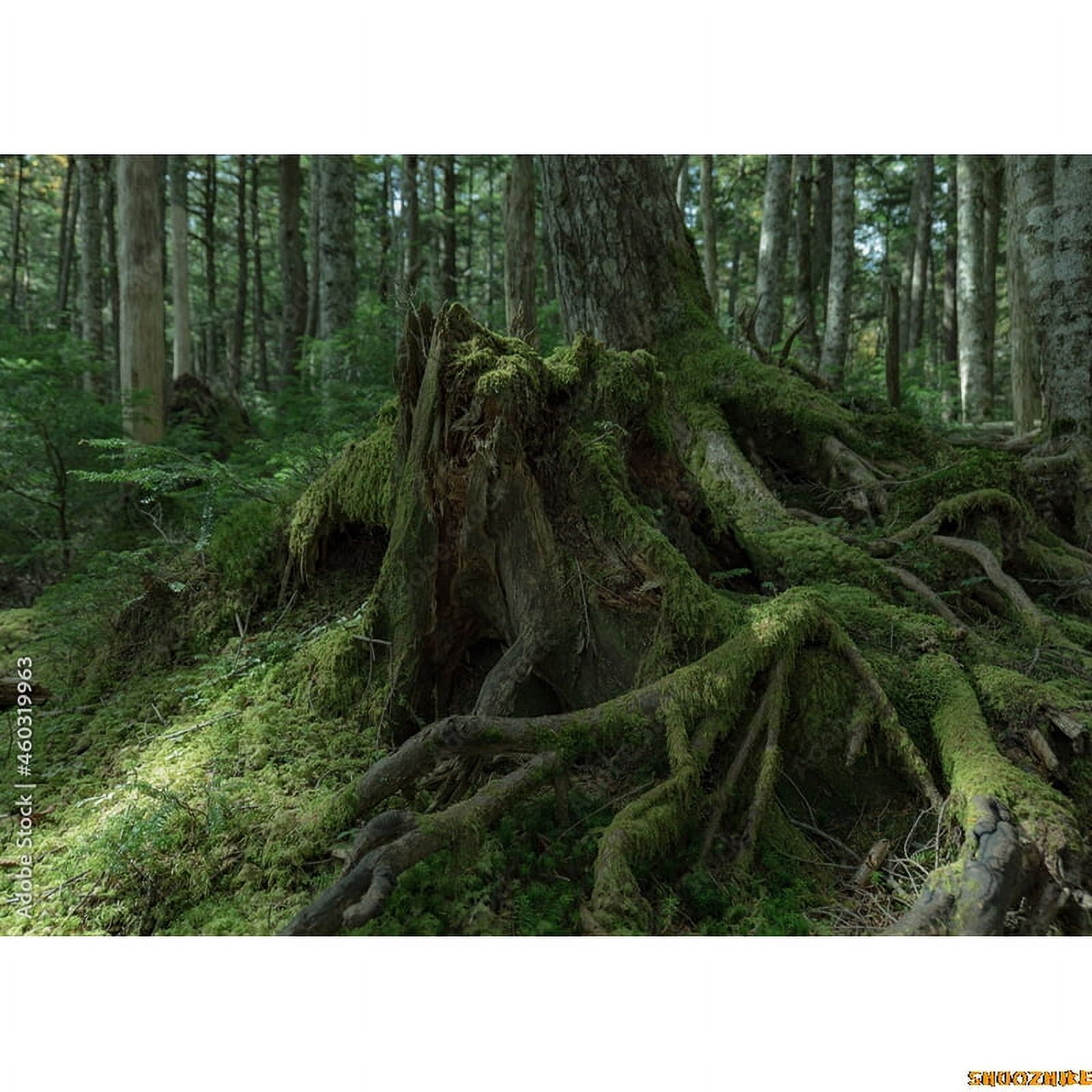 Moss Covered Fall Trees In Gre Coniferous Forest Photography Backdrops ...