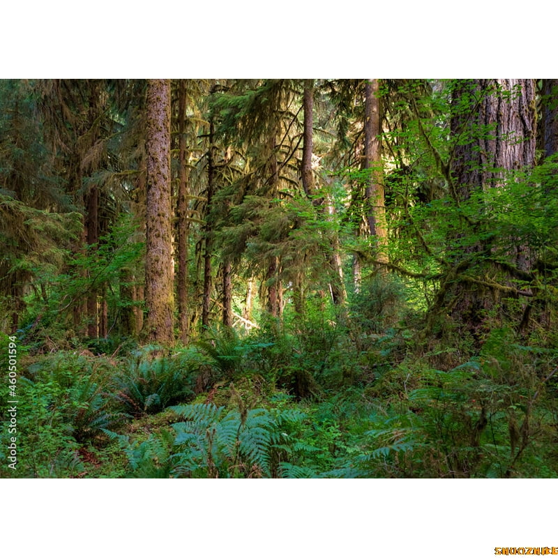 Moss Covered Fall Trees In Gre Coniferous Forest Photography Backdrops ...