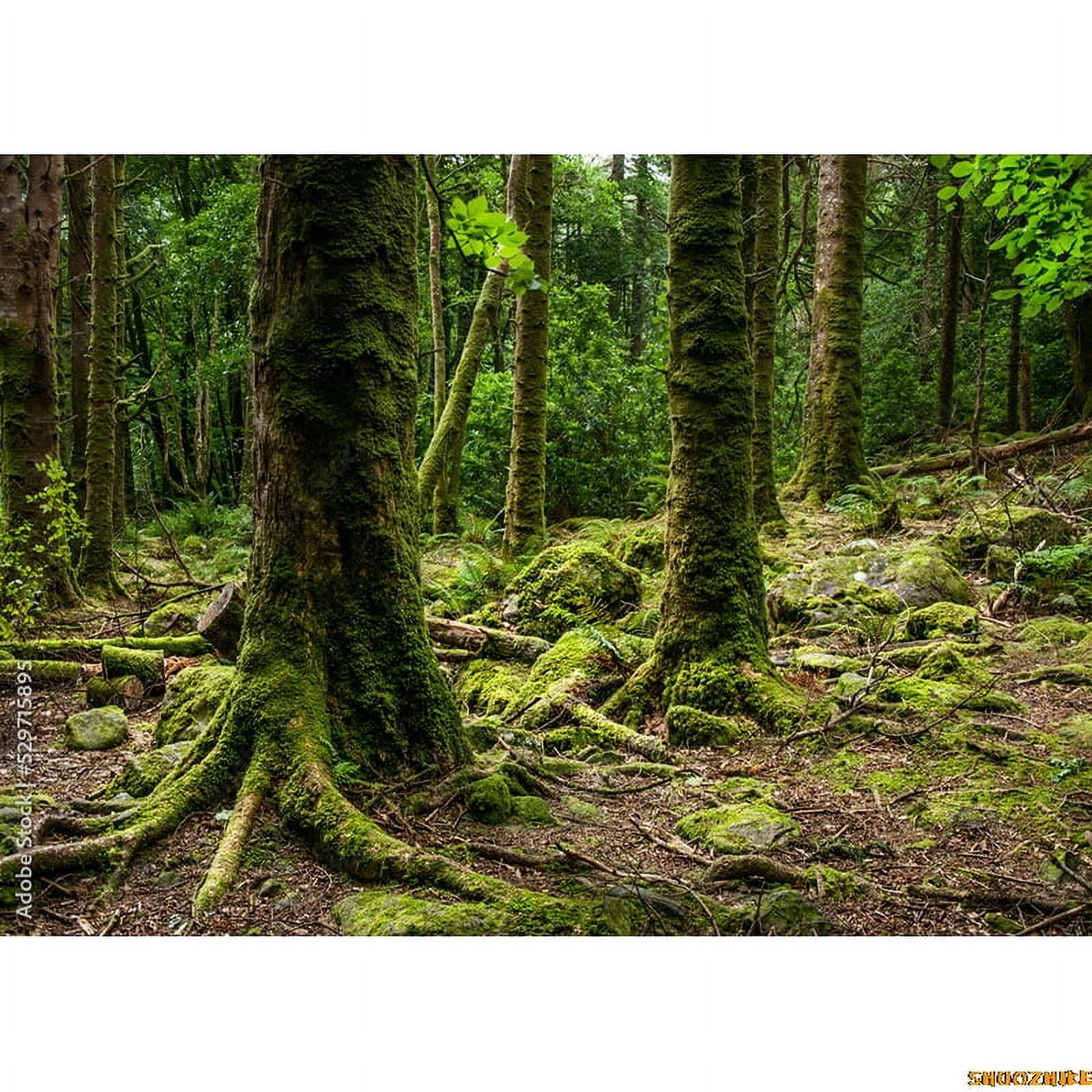 Moss Covered Fall Trees In Gre Coniferous Forest Photography Backdrops ...