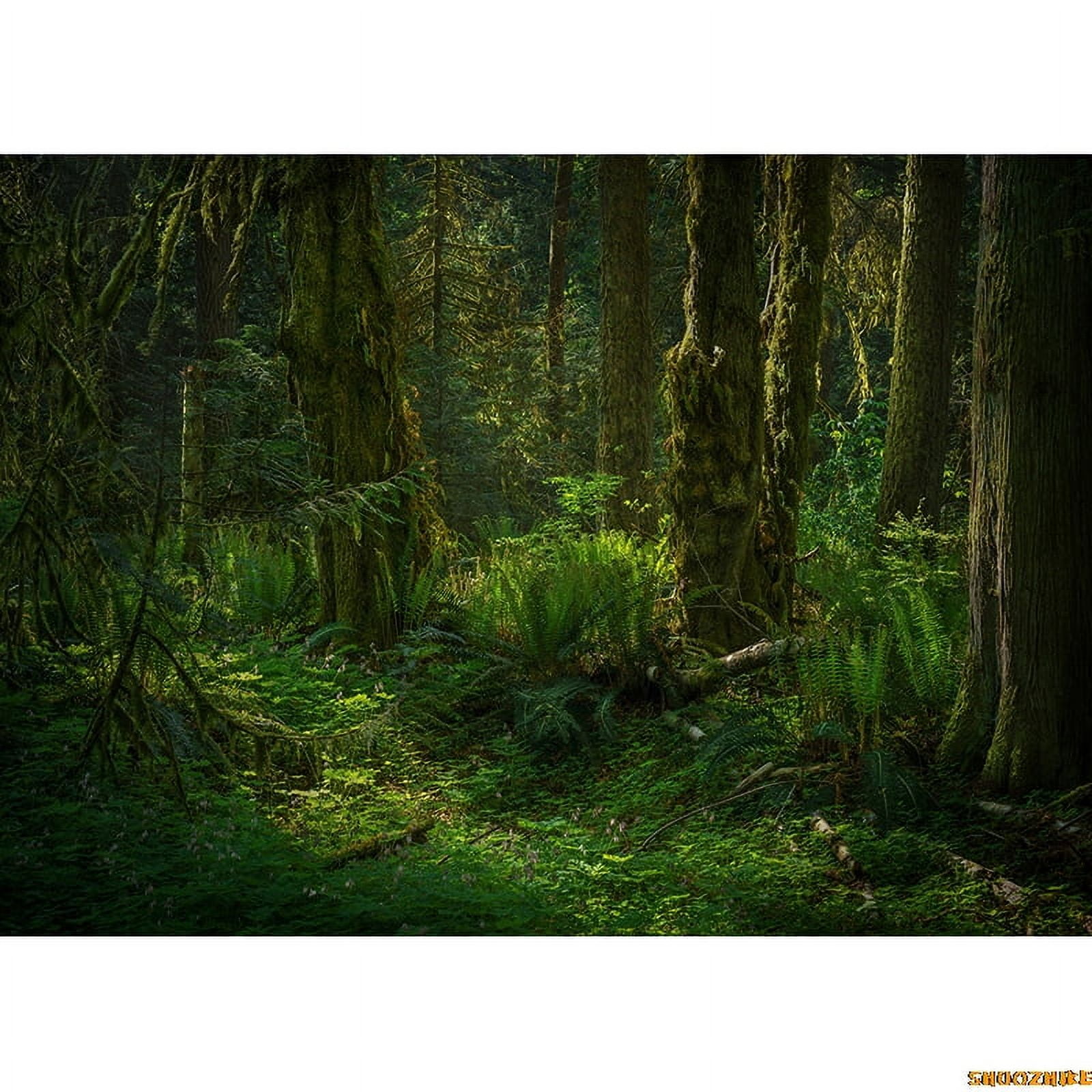 Moss Covered Fall Trees In Gre Coniferous Forest Photography Backdrops ...
