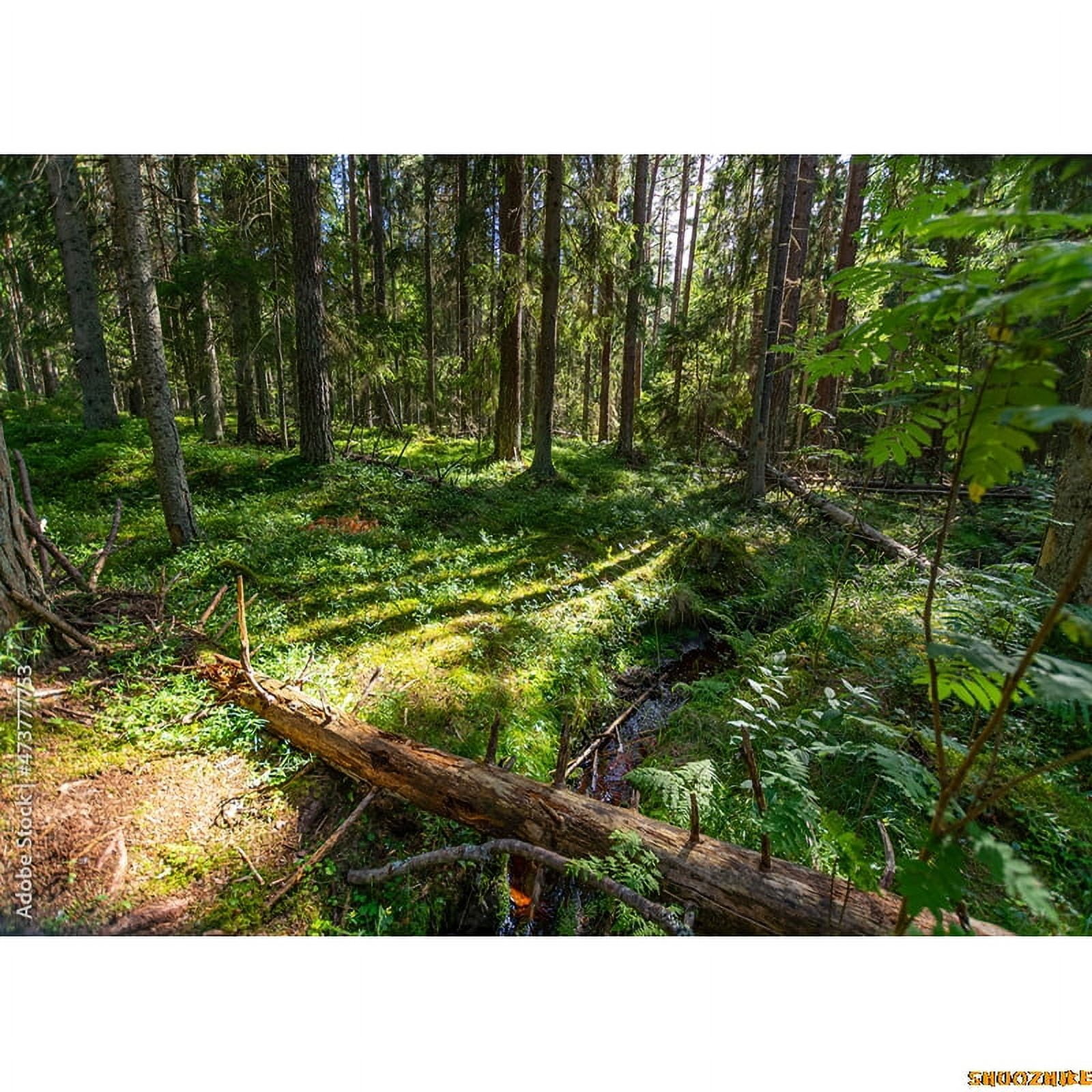 Moss Covered Fall Trees In Gre Coniferous Forest Photography Backdrops ...