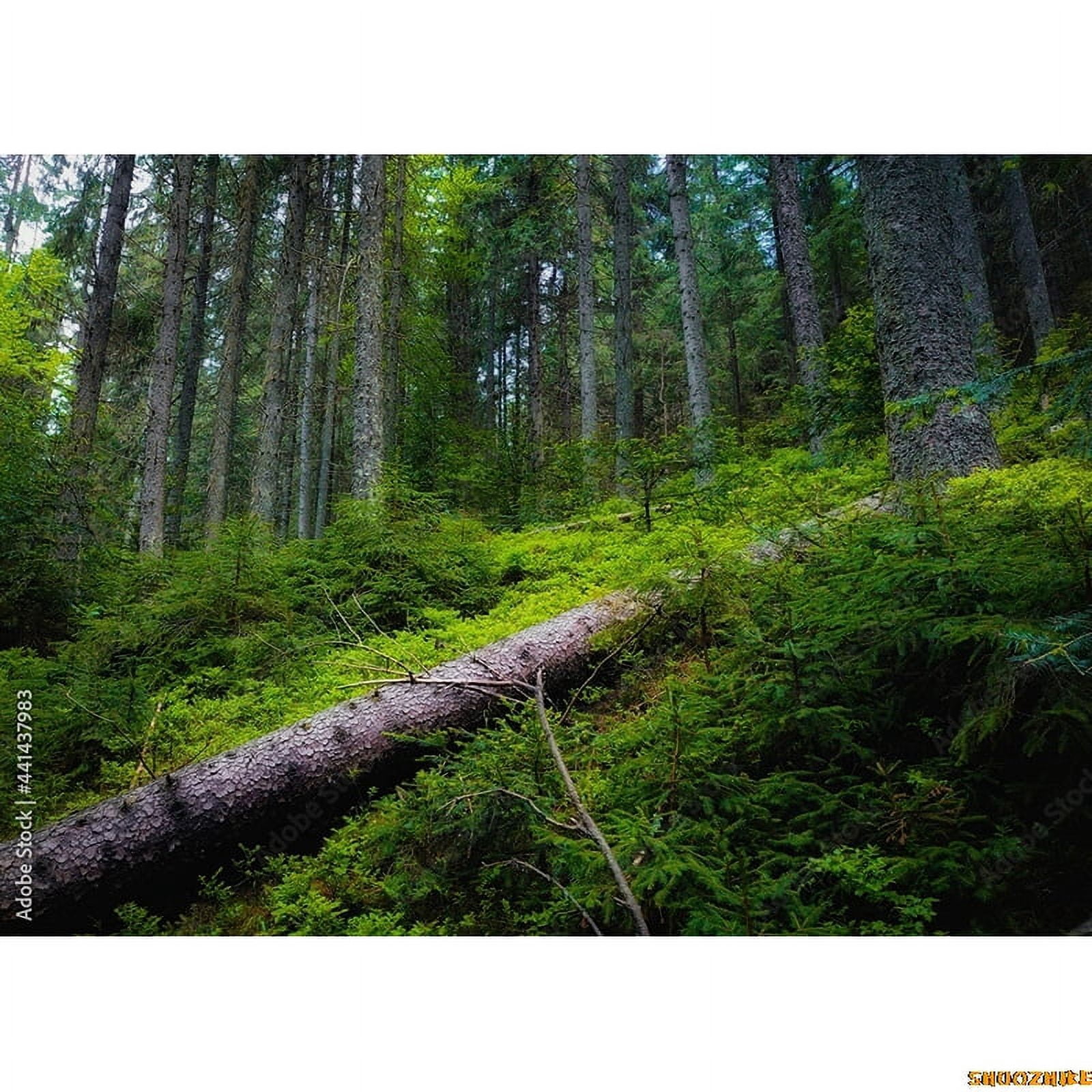 Moss Covered Fall Trees In Gre Coniferous Forest Photography Backdrops ...