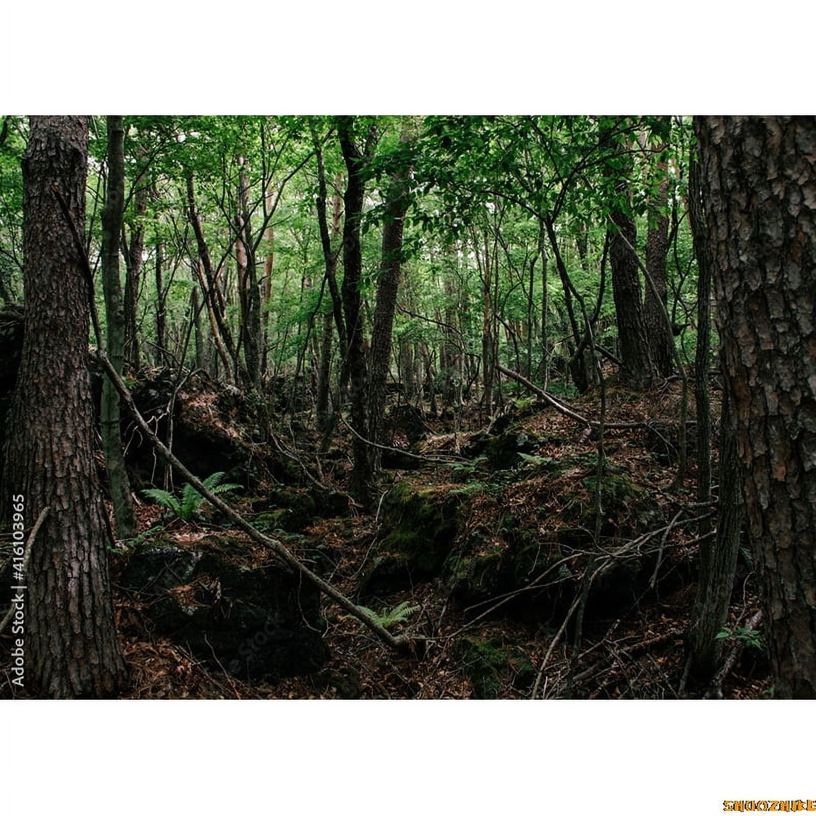 Moss Covered Fall Trees In Gre Coniferous Forest Photography Backdrops ...