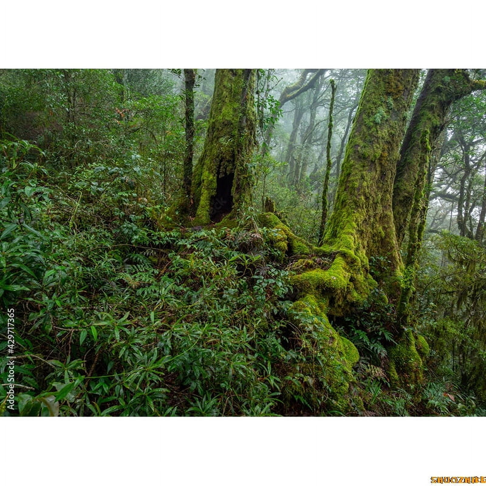 Moss Covered Fall Trees In Gre Coniferous Forest Photography Backdrops ...