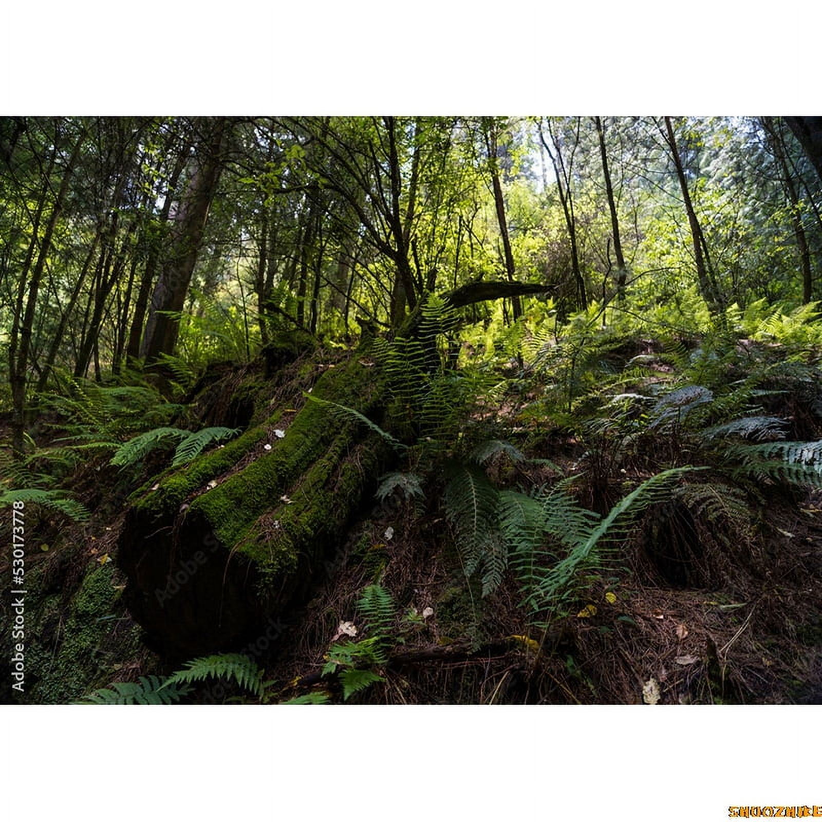Moss Covered Fall Trees In Gre Coniferous Forest Photography Backdrops ...