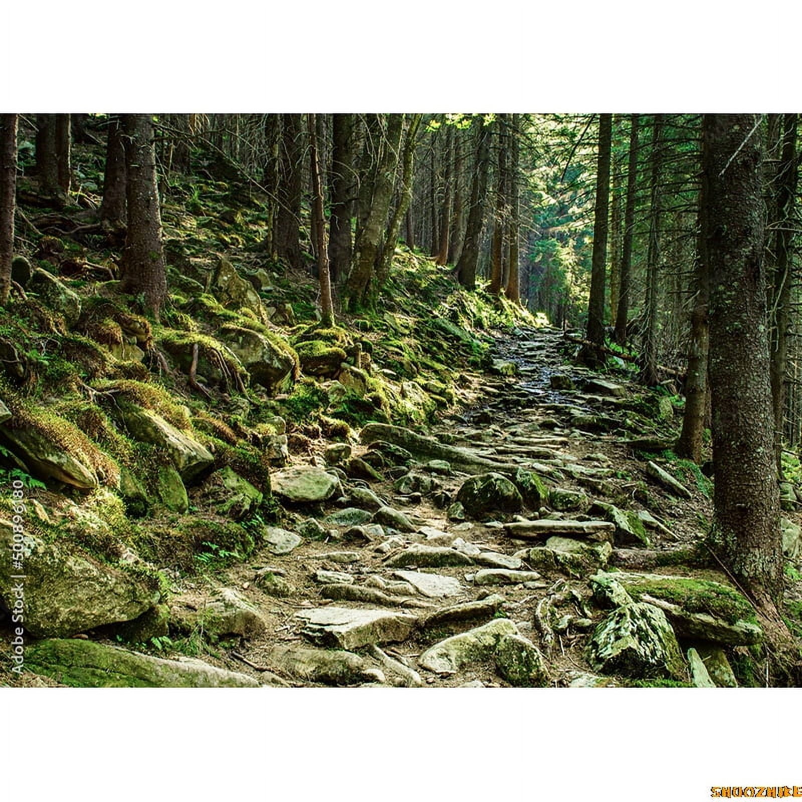Moss Covered Fall Trees In Gre Coniferous Forest Photography Backdrops ...
