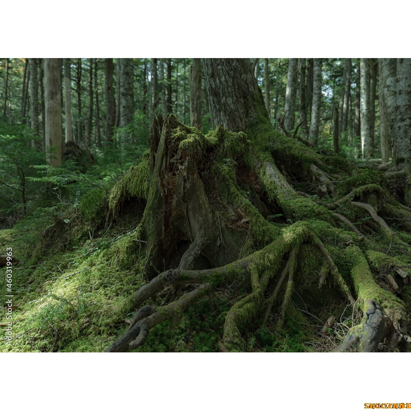 Moss Covered Fall Trees In Gre Coniferous Forest Photography Backdrops ...
