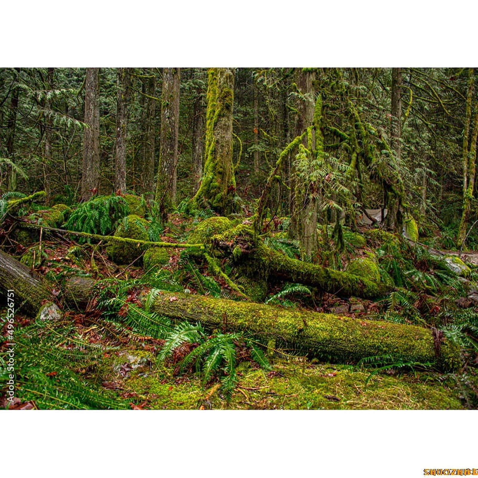 Moss Covered Fall Trees In Gre Coniferous Forest Photography Backdrops ...