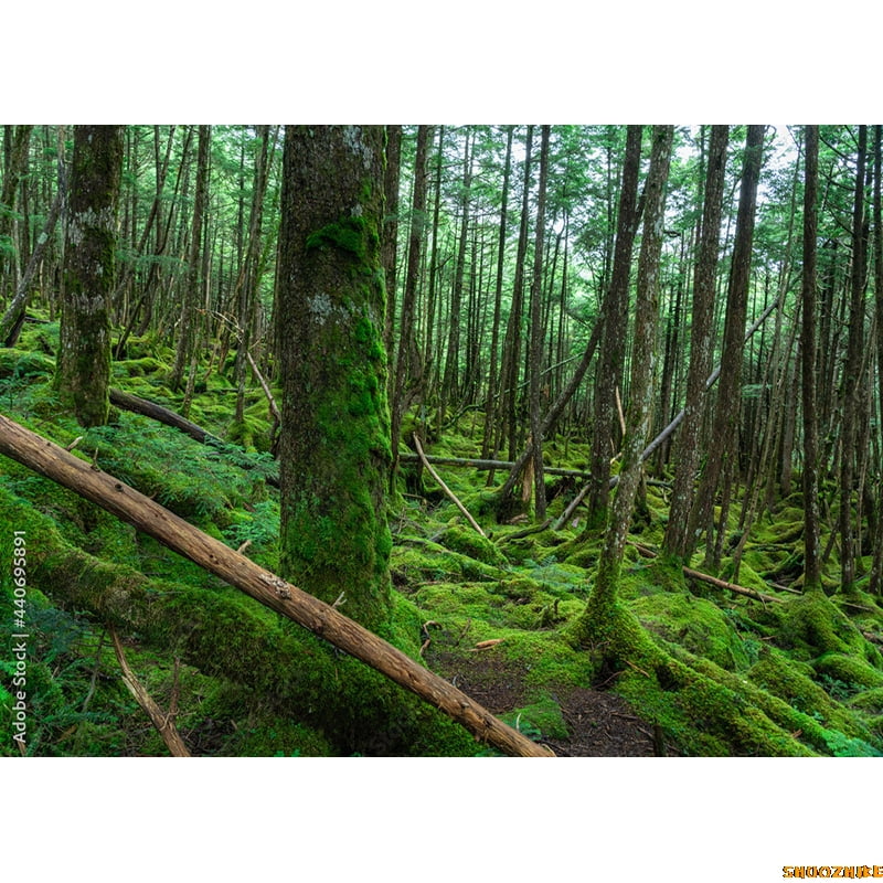 Moss Covered Fall Trees In Gre Coniferous Forest Photography Backdrops ...