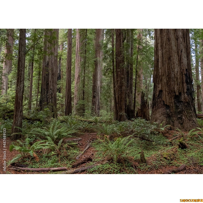 Moss Covered Fall Trees In Gre Coniferous Forest Photography Backdrops ...
