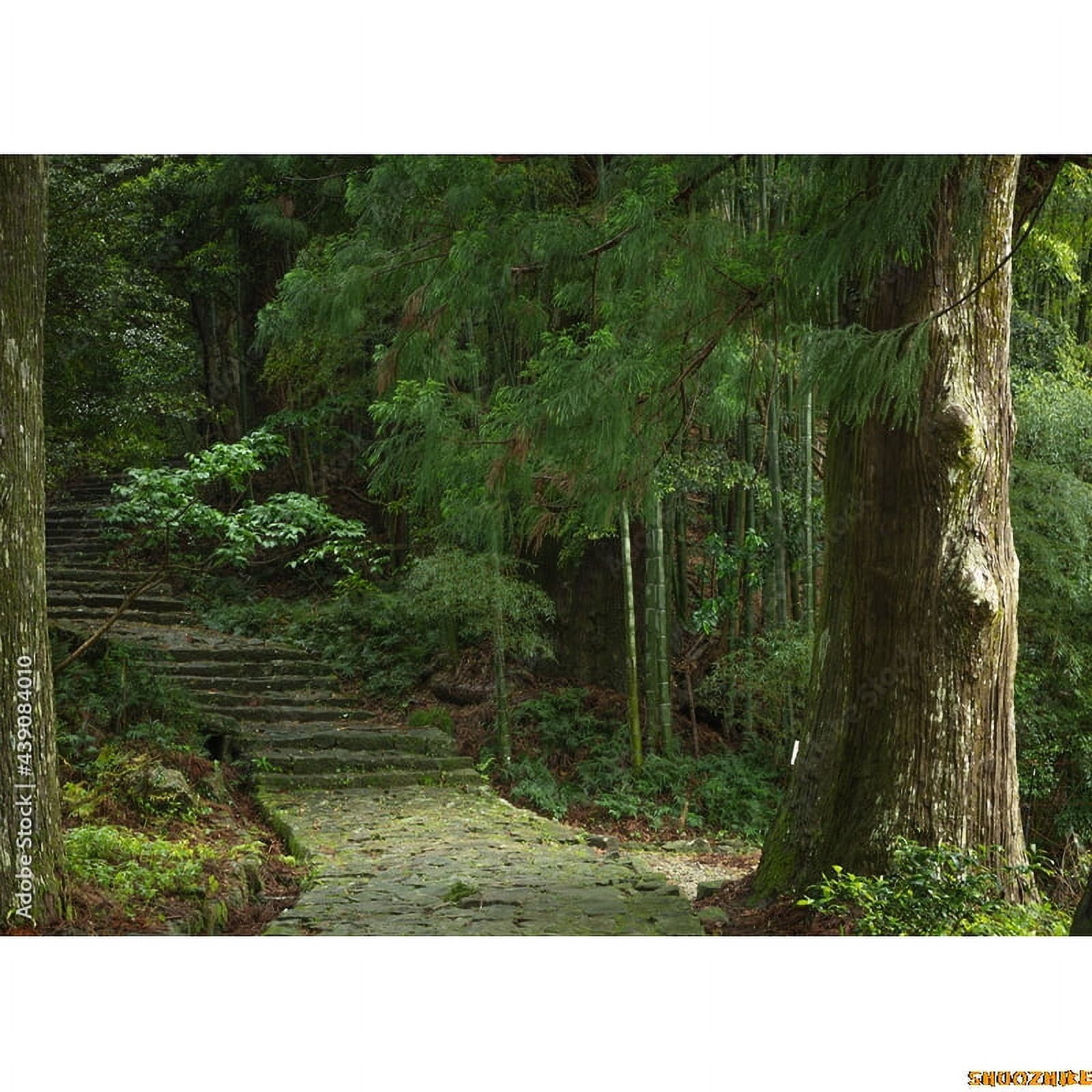 Moss Covered Fall Trees In Gre Coniferous Forest Photography Backdrops ...