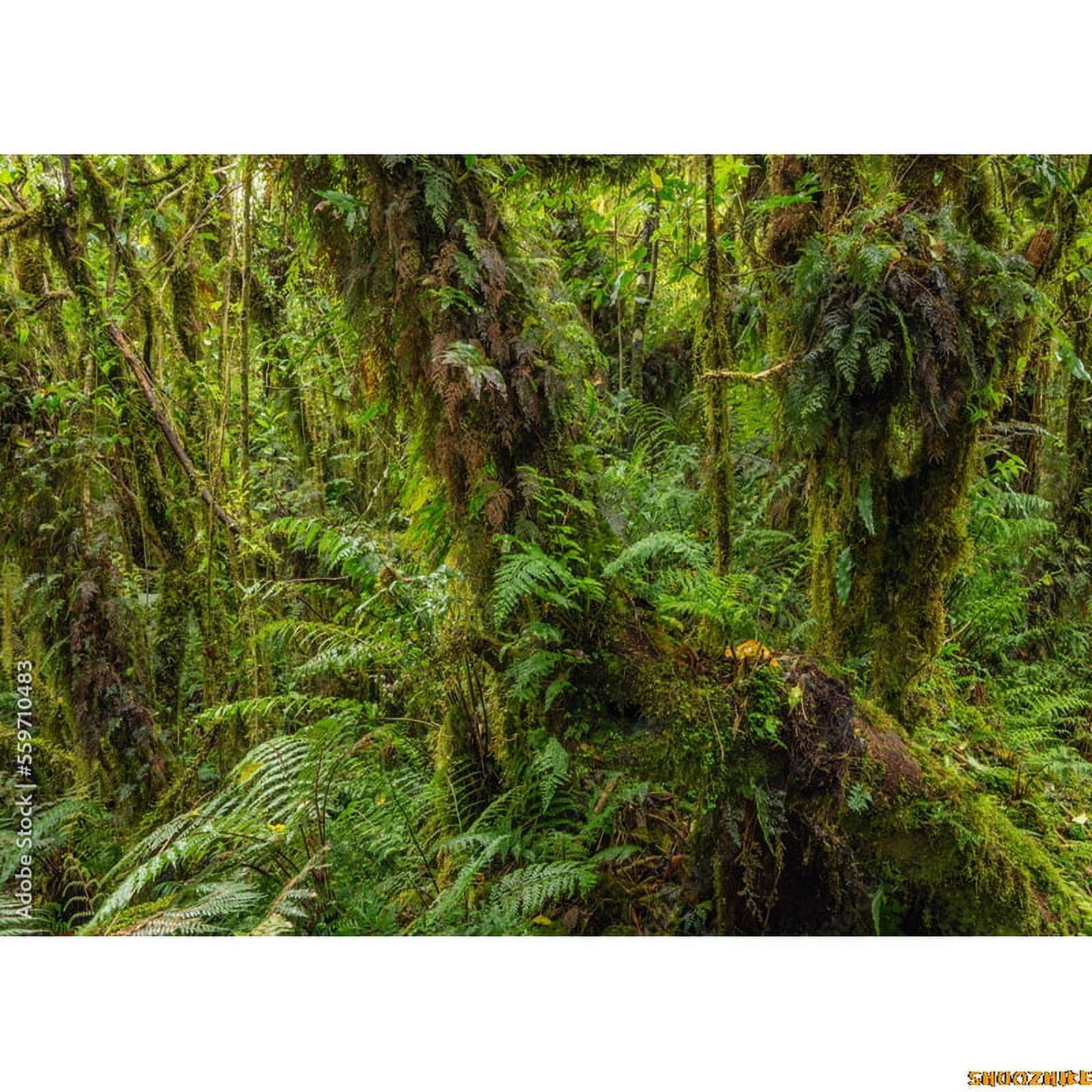 Moss Covered Fall Trees In Gre Coniferous Forest Photography Backdrops ...